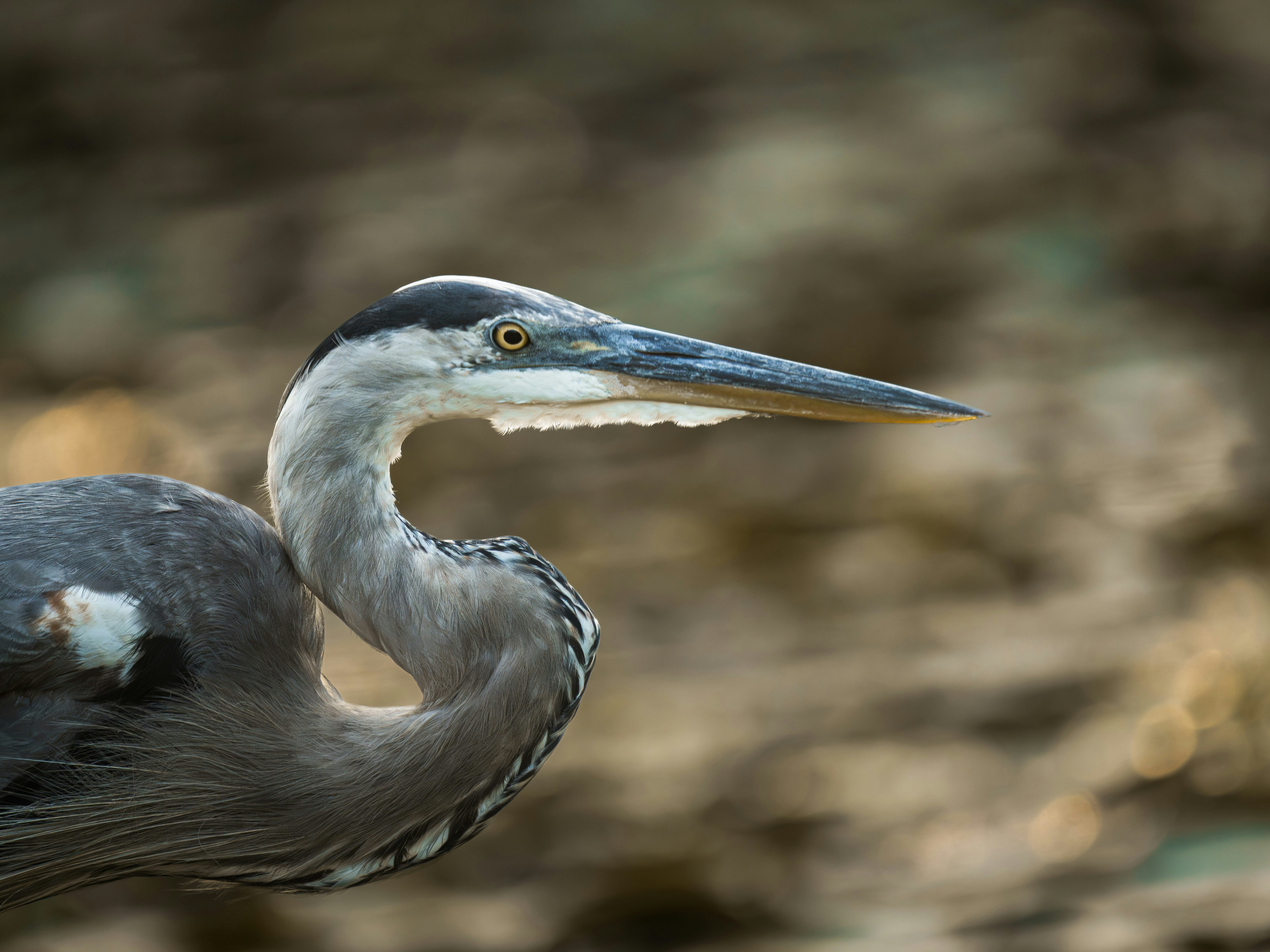 Grey Heron in Profile: A Quiet Moment by the Water