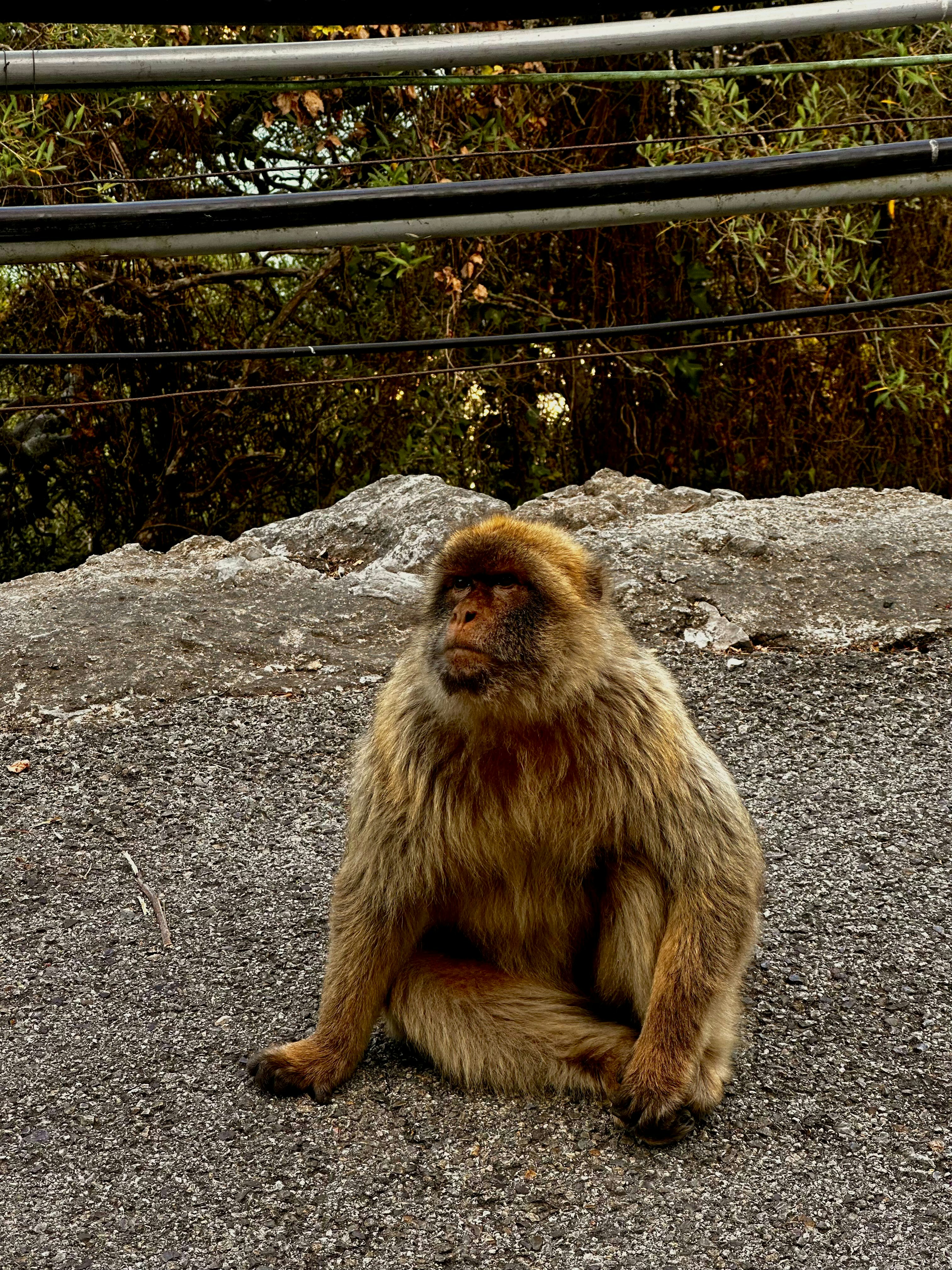 A lone monkey sits on coarse gravel near a guardrail with trees in the background, conveying a moment of stillness in a rugged setting. The scene appears to be an outdoor environment with natural and structural elements.