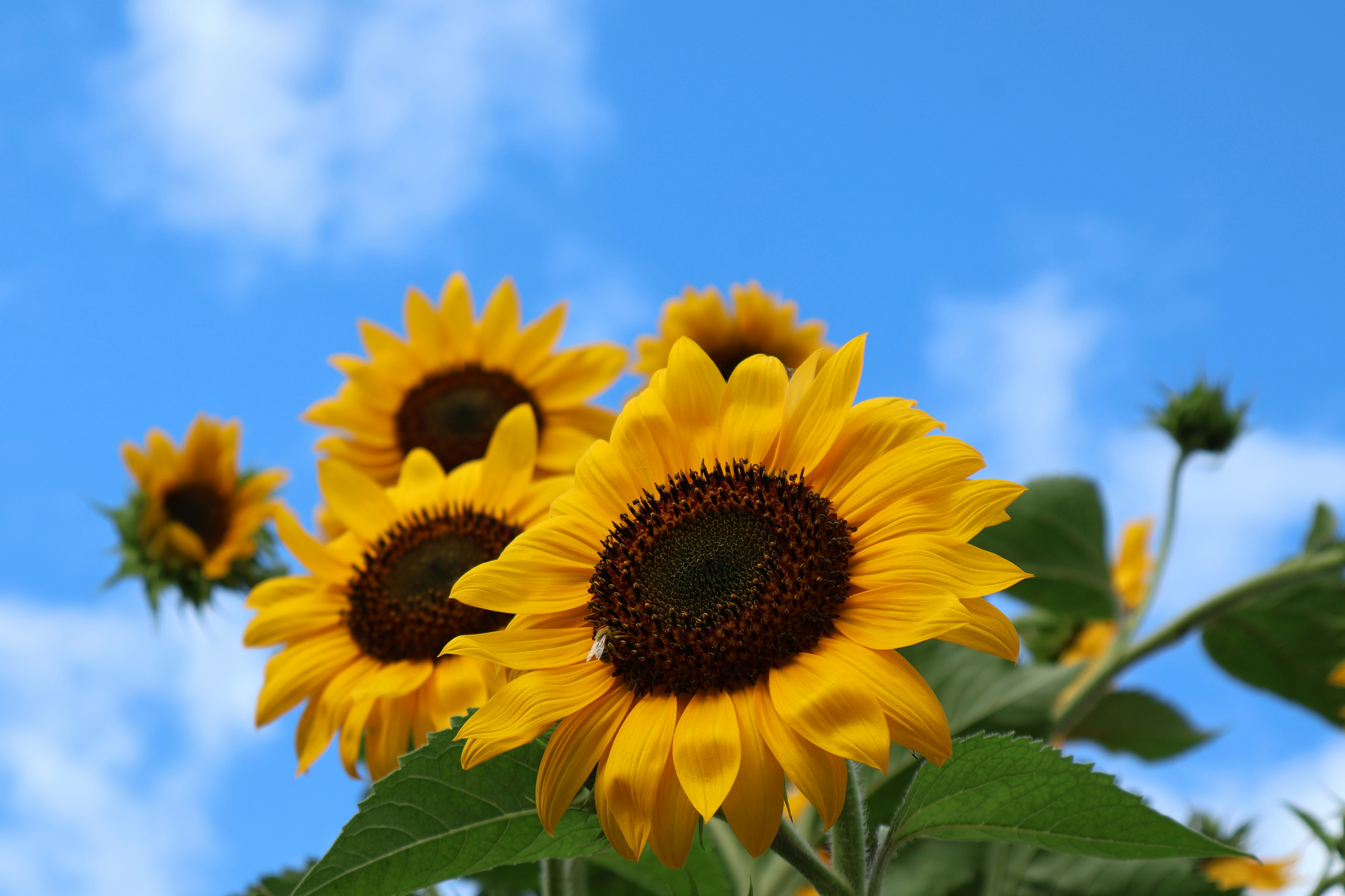Vivid sunflowers stretch toward a clear blue sky, their golden petals and textured centers forming a bold focal cluster.