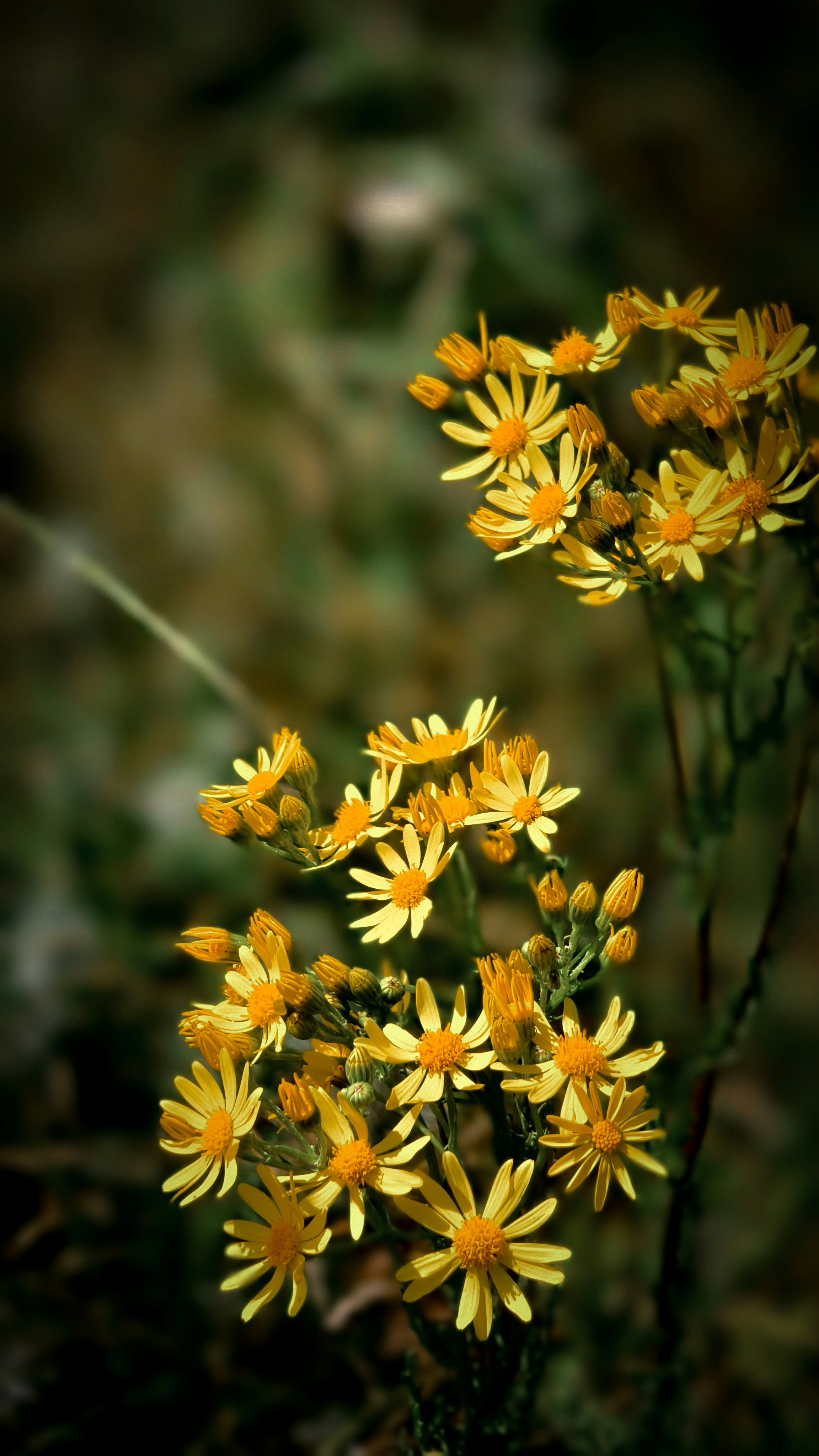 Cluster of bright yellow daisies blooms against a blurred natural backdrop, capturing a close-up study of flower detail and color. This is a photographic still of flowers in a garden setting.