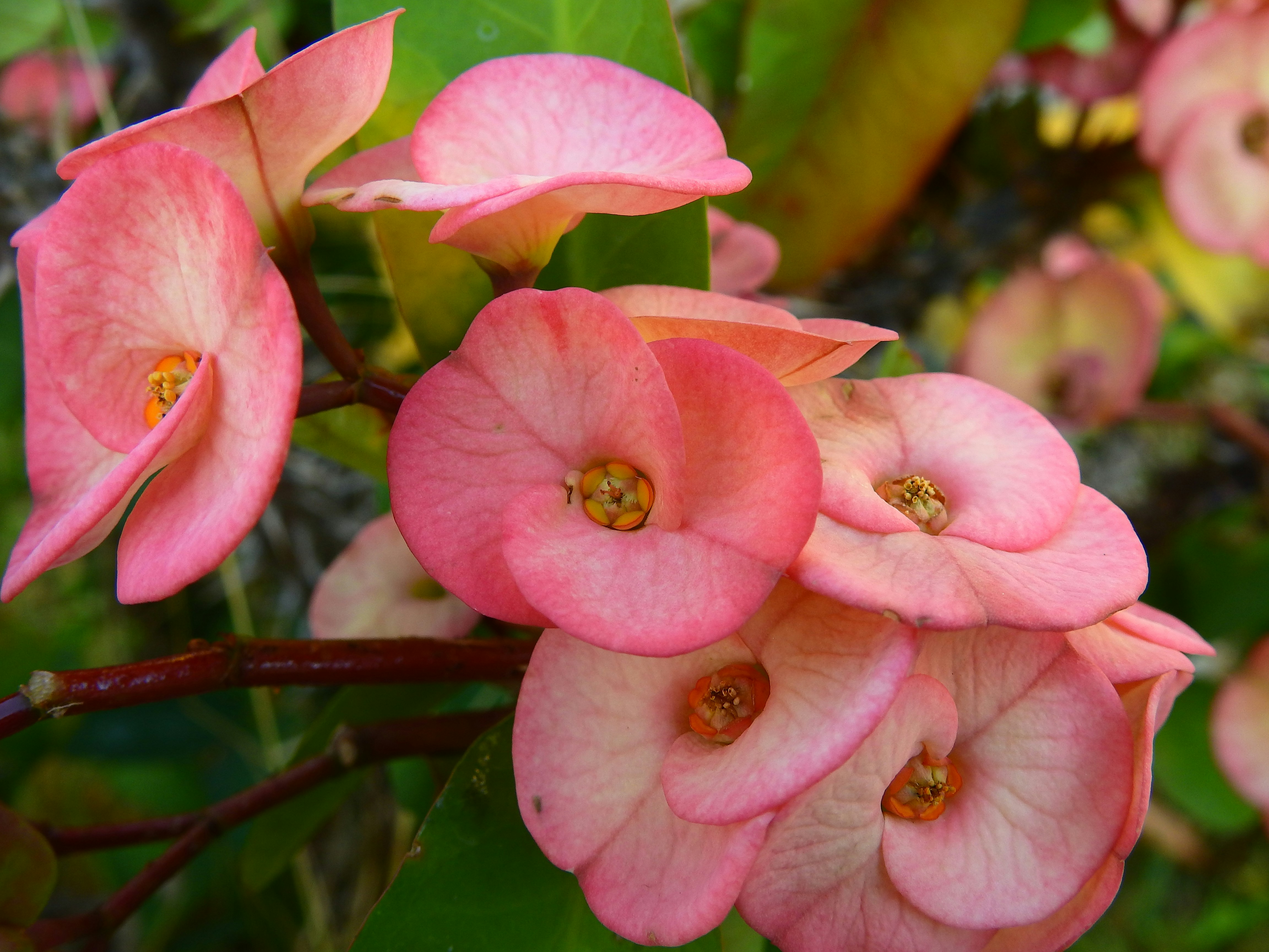 Close-up of pink camellia blossoms with yellow centers against green leaves; a botanical still emphasizing petal texture and color. (Photo) 