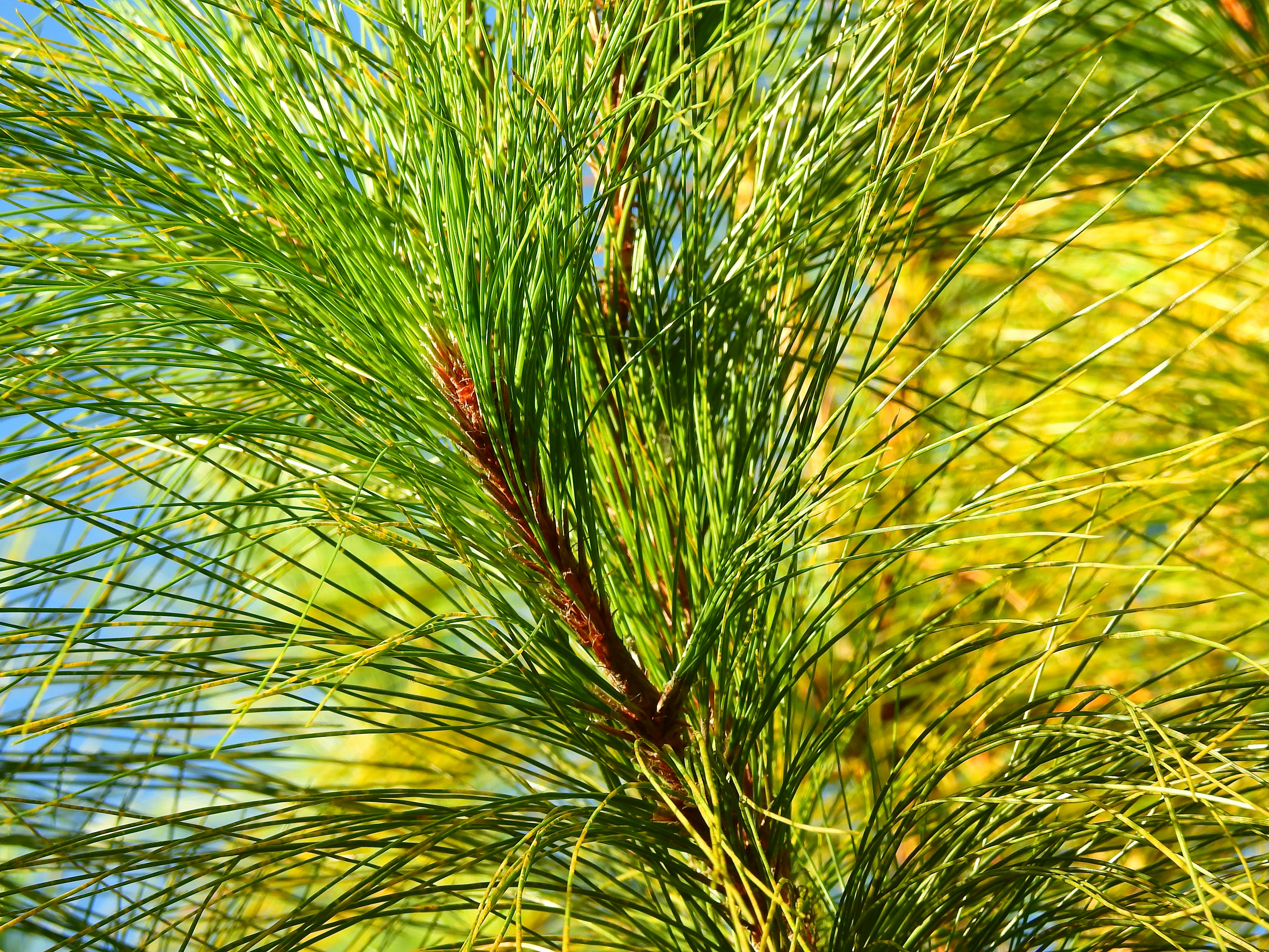 Close-up of vibrant pine needles catching bright coastal sunlight, with blurred yellow-green background and hints of blue water; natural texture dominates the frame. (Note: this is a macro-like nature detail rather than a logo, illustration, or artwork.)