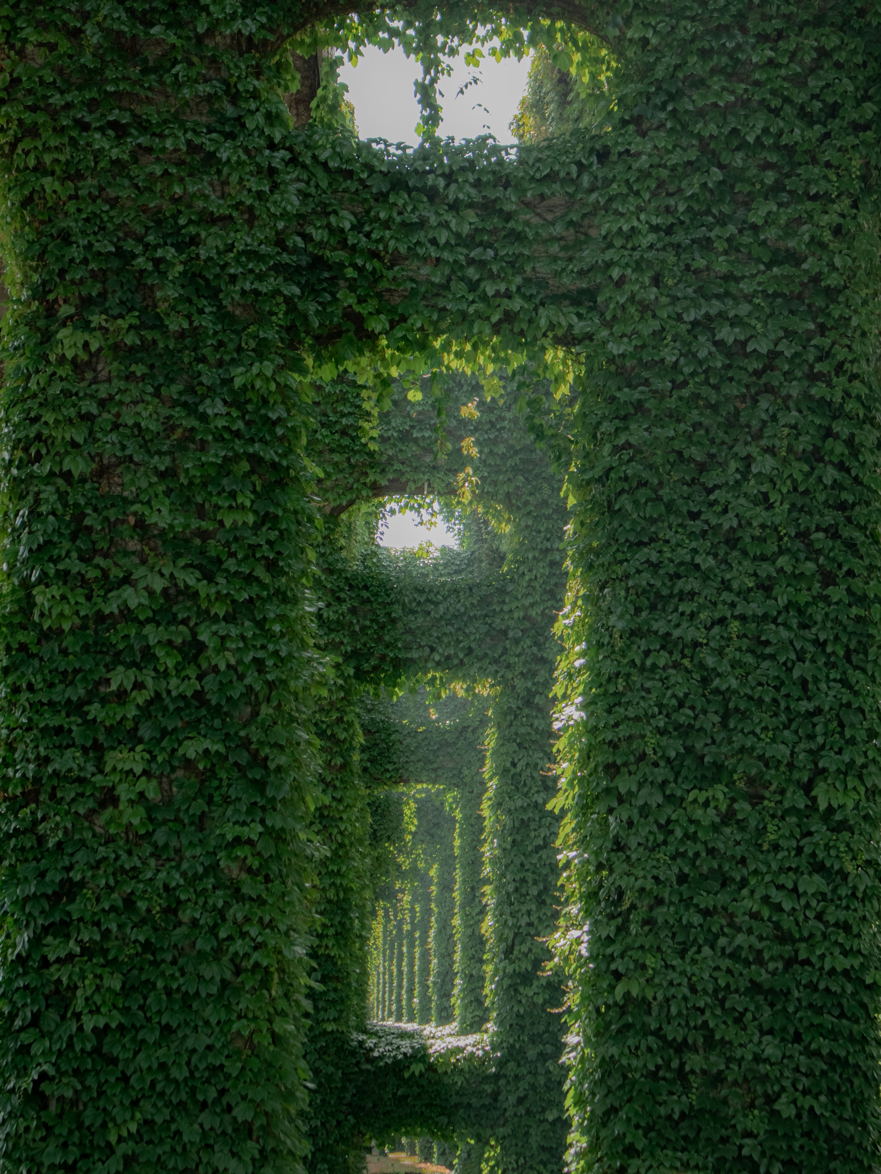 A lush, vertical tunnel of ivy cascading beneath an elevated bridge on a sunny day, creating a striking green architectural frame.
