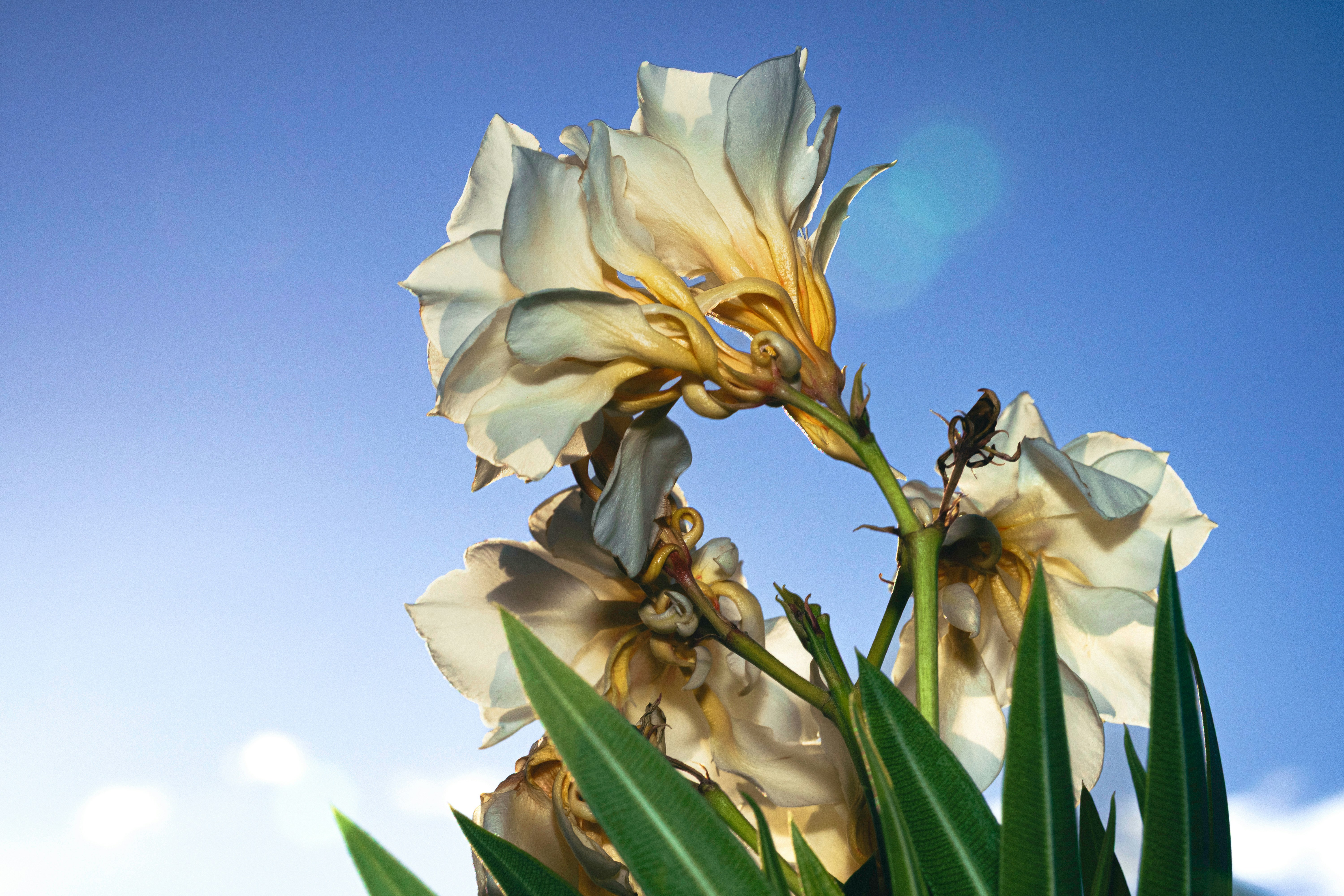 Sunlit White Flowers Reach Toward a Blue Sky