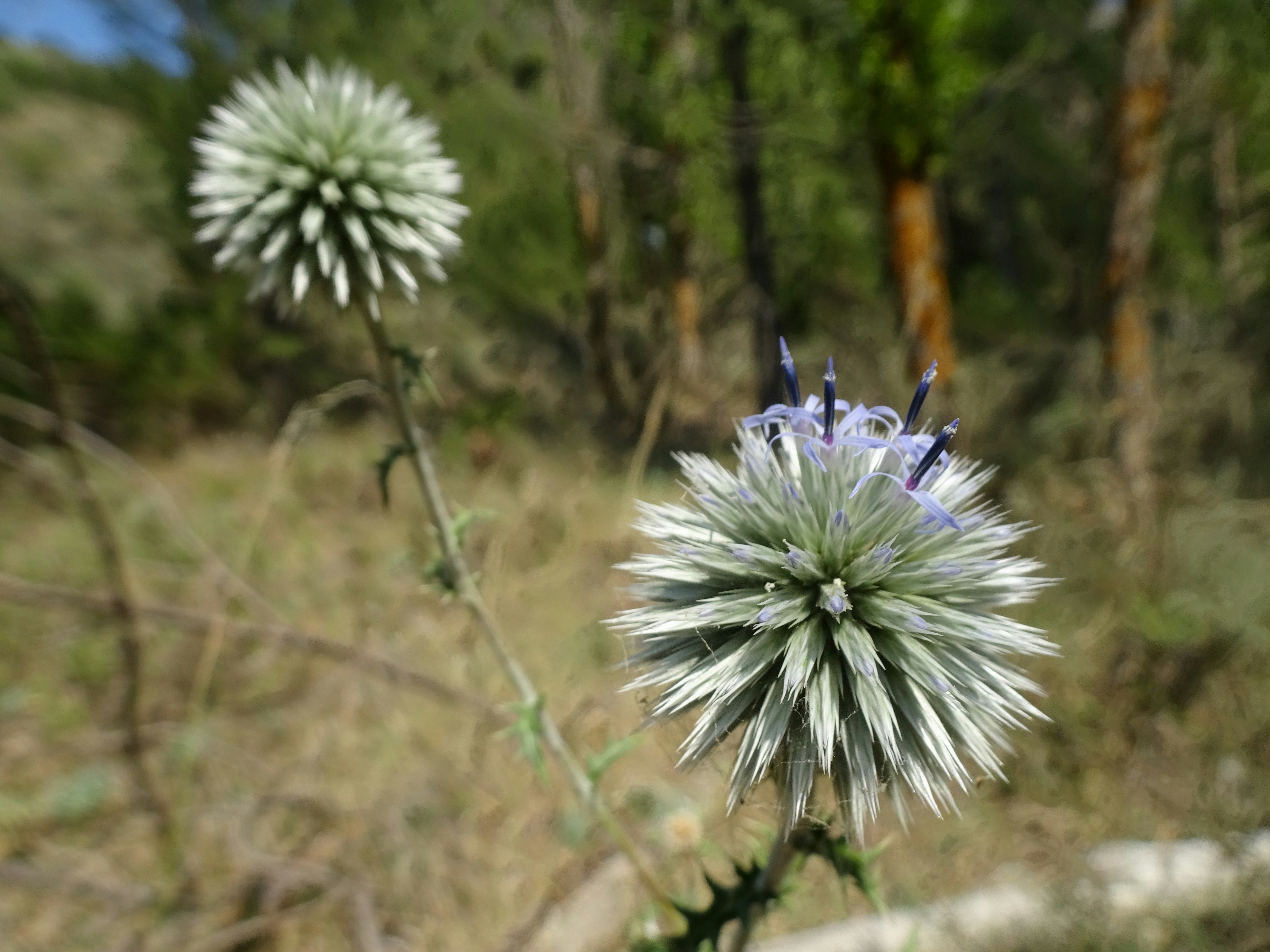 Spherical Crown: A Field of Spiky Blooms Under Dappled Pines