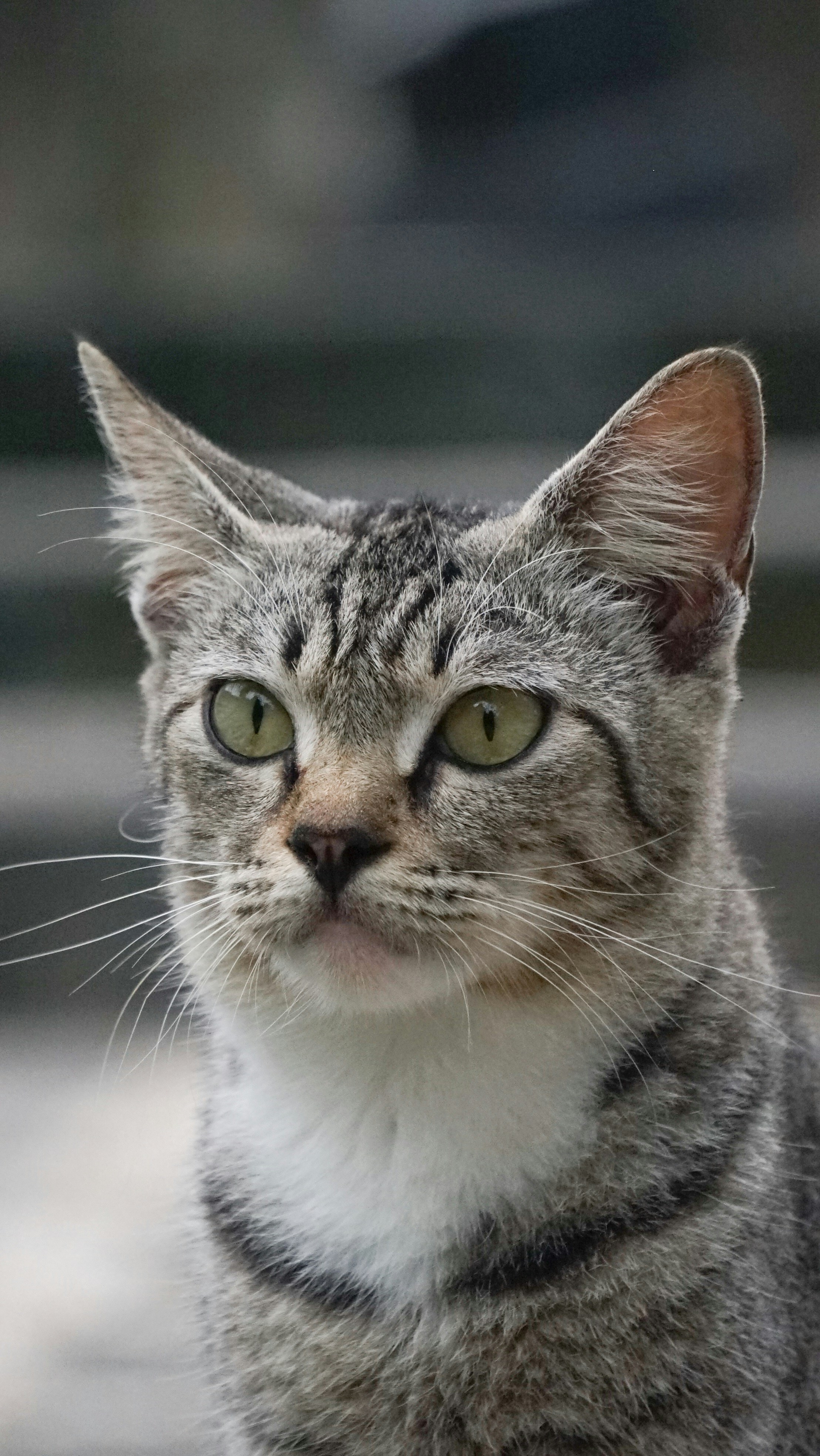 Curious Gaze: A Cat Portrait with Soft Urban Backdrop
