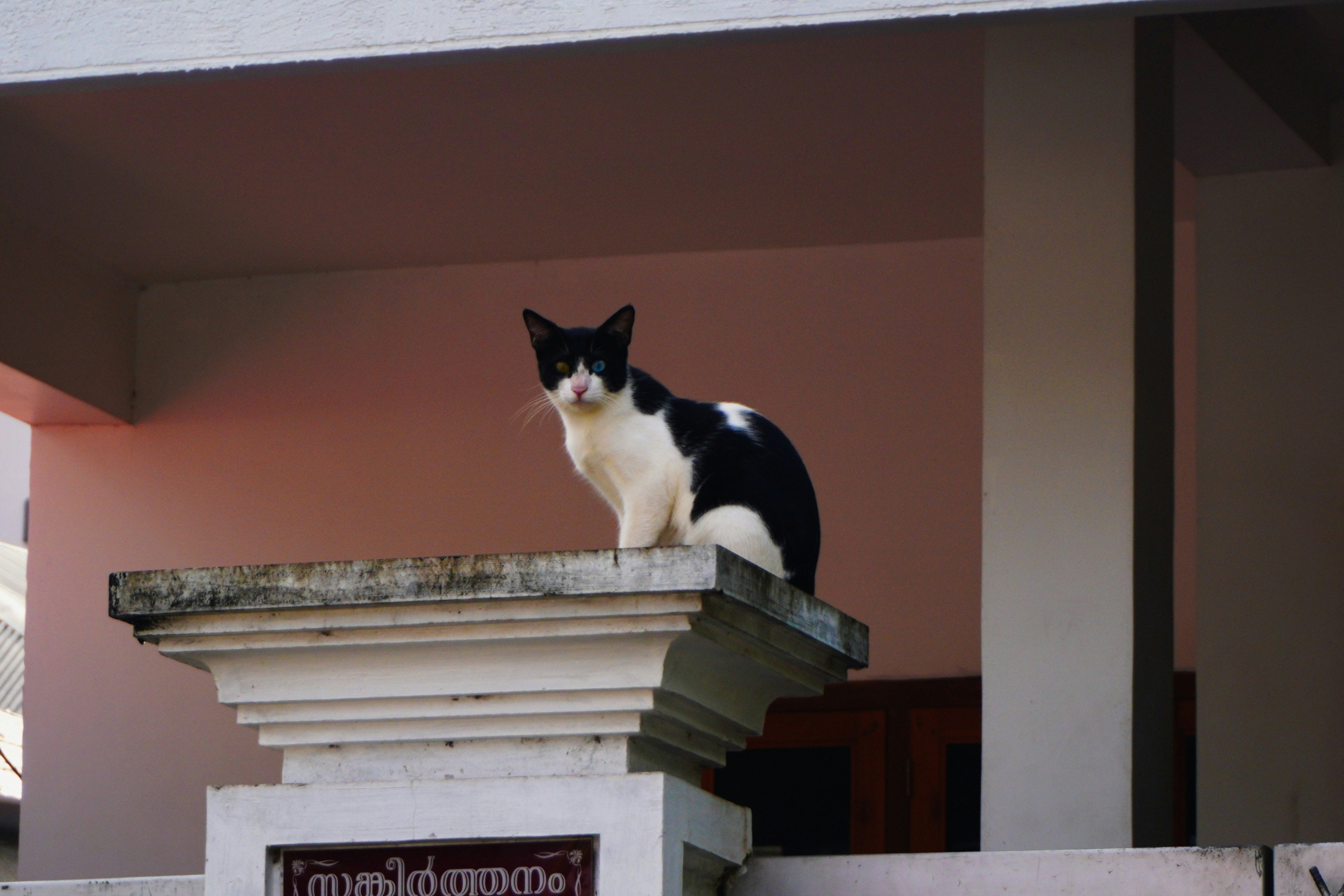 Cat Sentinel: Black-and-White Watcher on a Concrete Pedestal