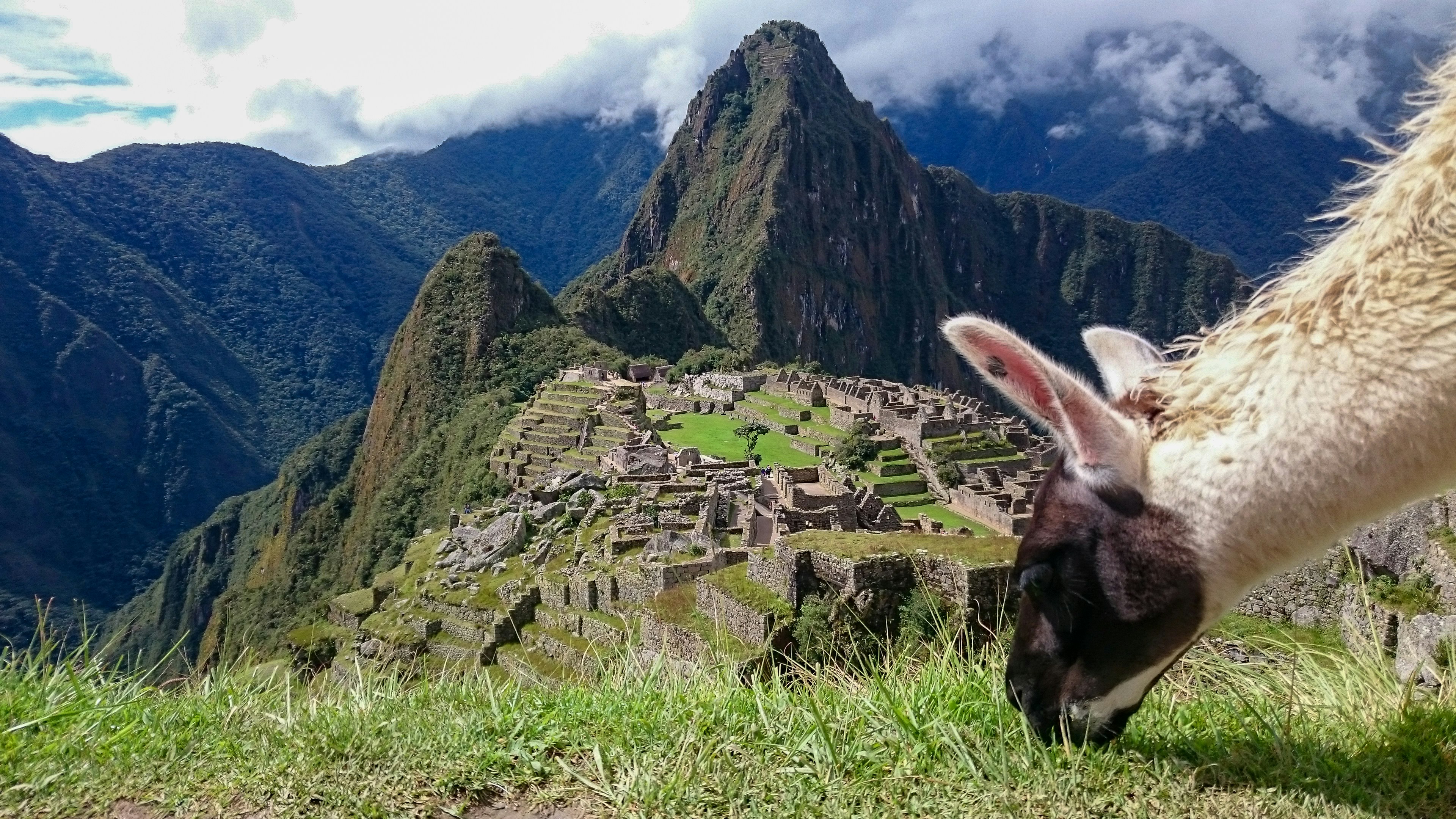 Llamal Panorama: Machu Picchu's Granite Veins with a Grazing Gaze