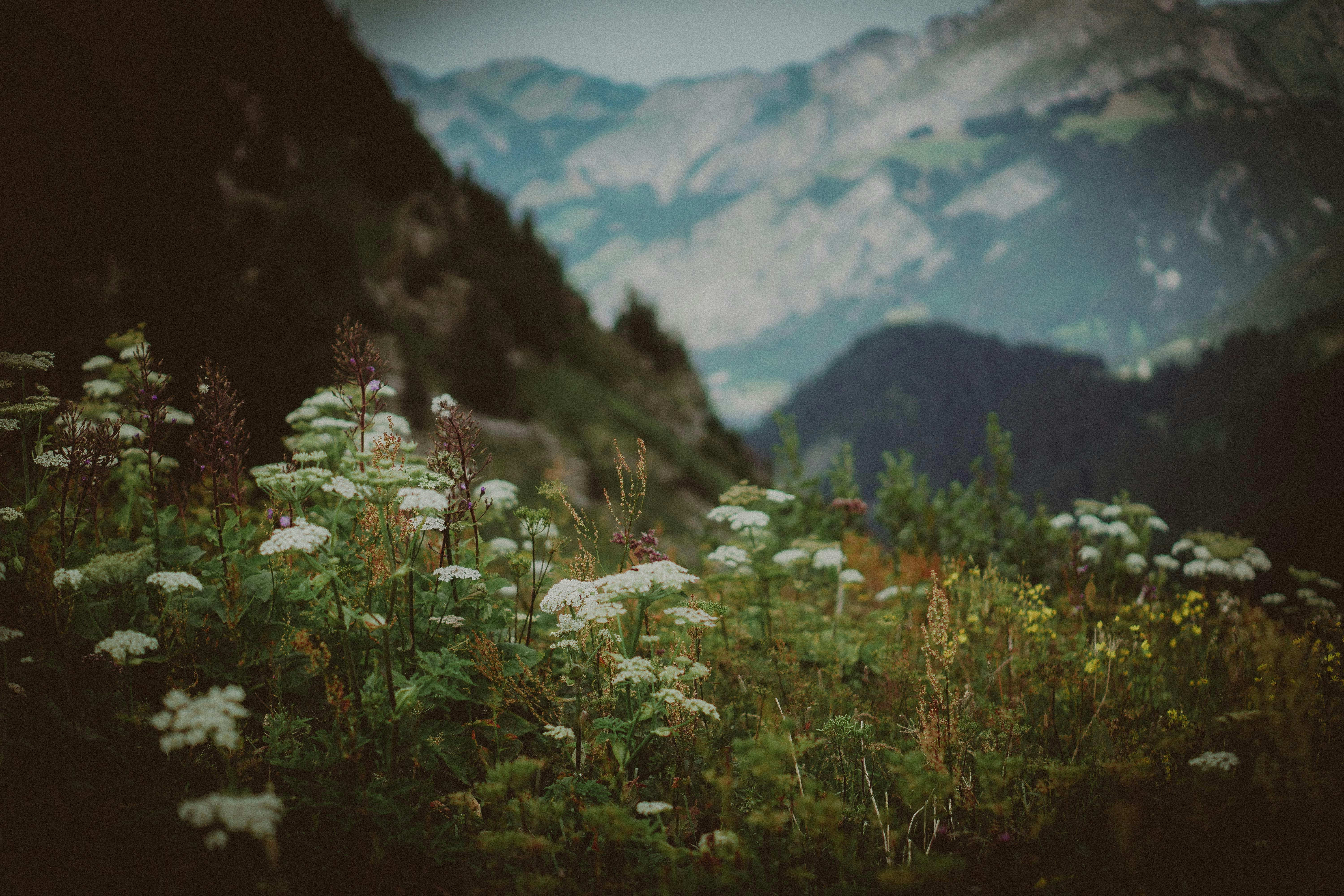 Wildflowers bloom in the foreground with alpine mountains fading into the distance; the scene conveys quiet meadow depth and seasonal color.