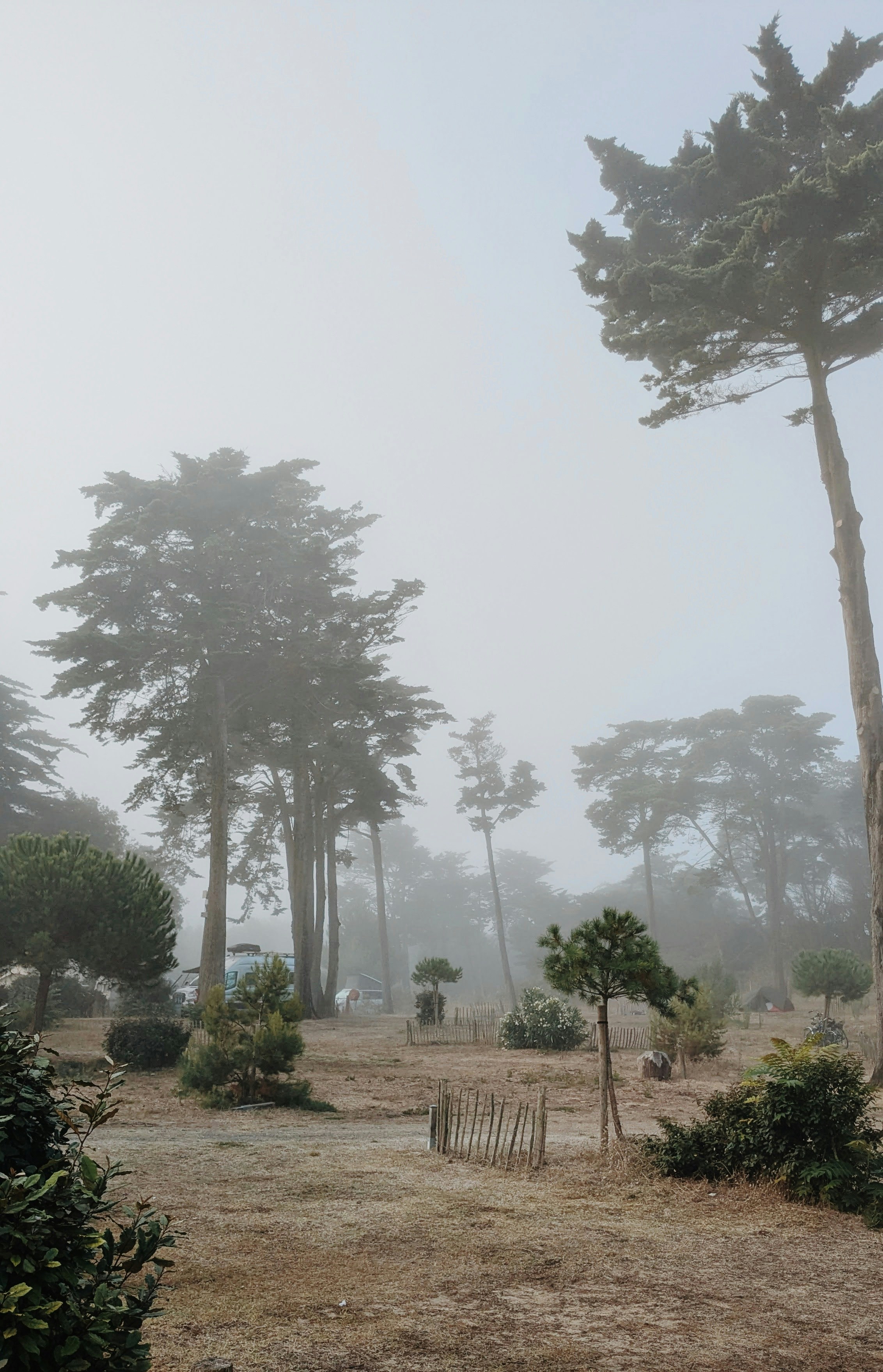 Misty grove with tall pines and scattered shrubs; muted colors and diffuse light create a calm, almost ethereal scene.