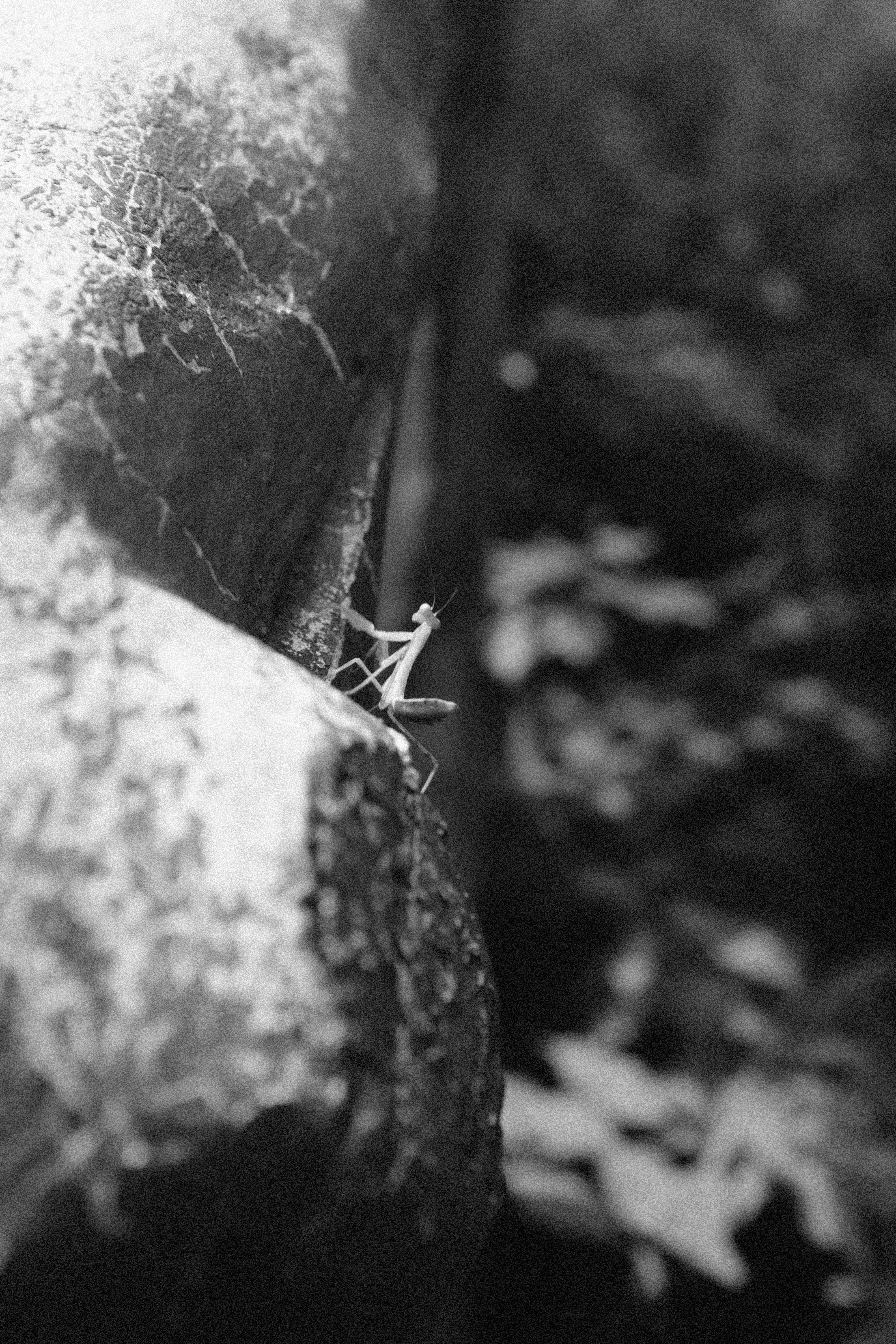 Stalwart Prick: A Mantid on Weathered Stone