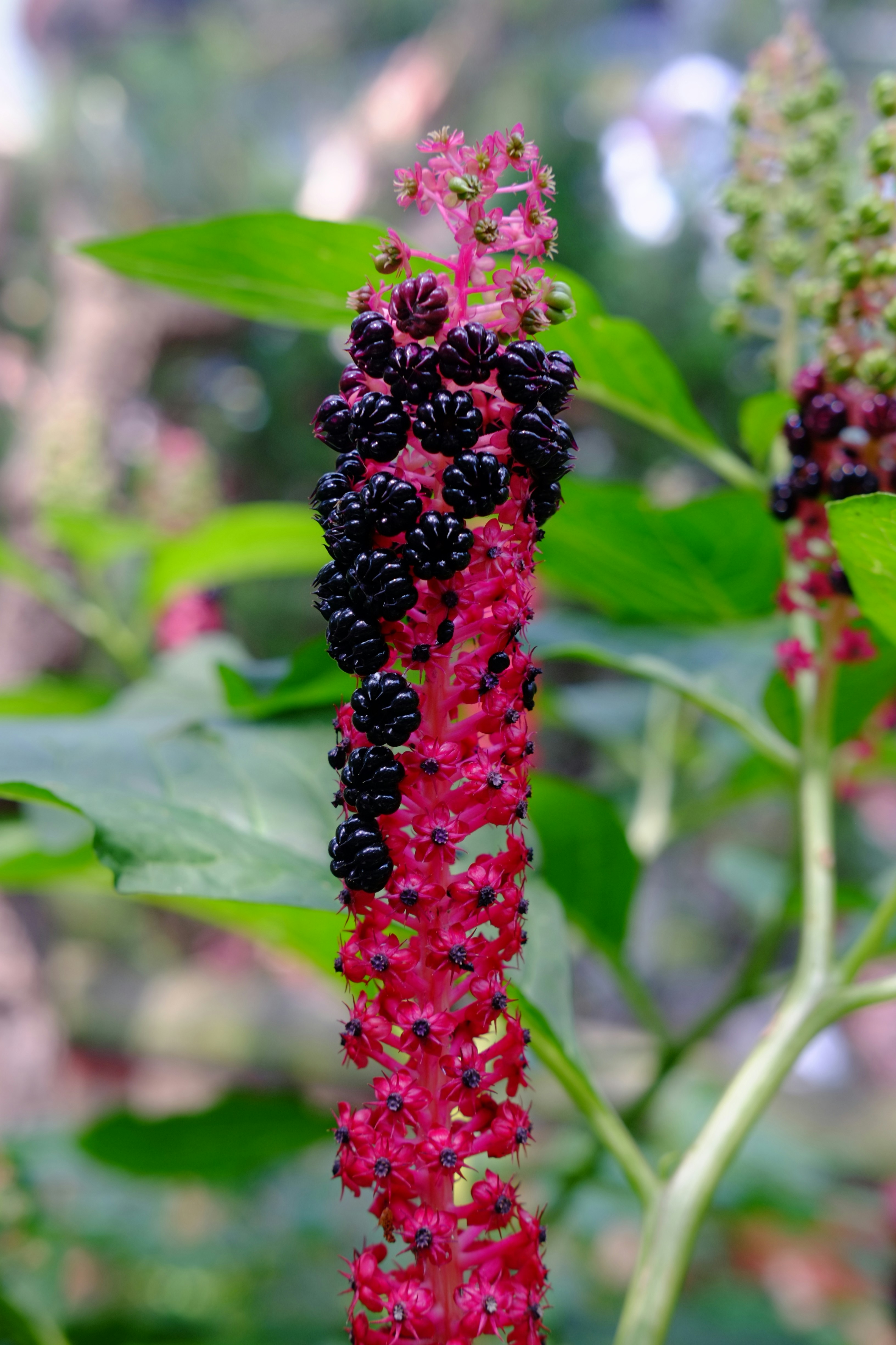Pink Spike in Focus: A Close-Up of Candy-Striped Bloom and Dark Berries