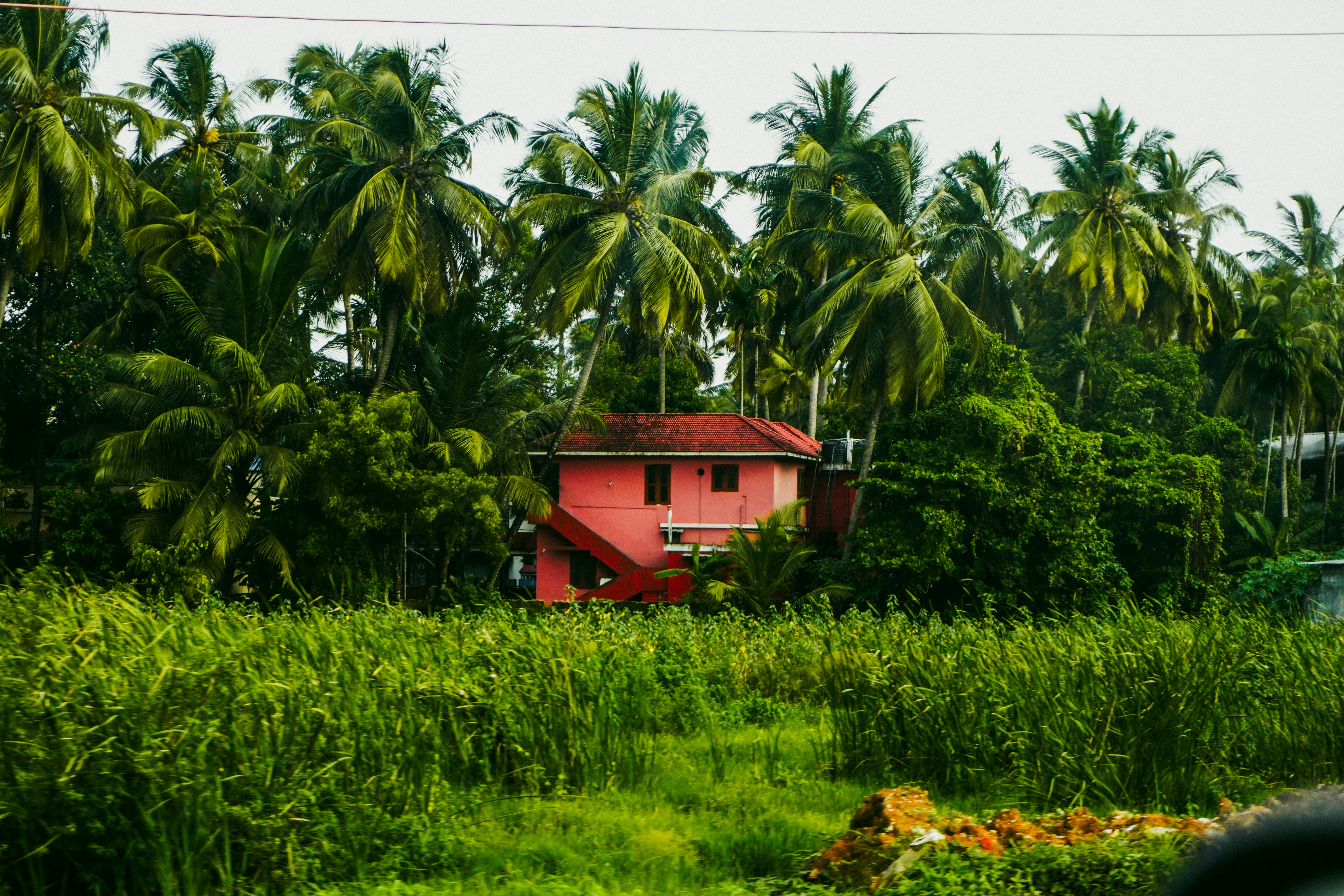 Red House Among Tall Palms in a Green Field