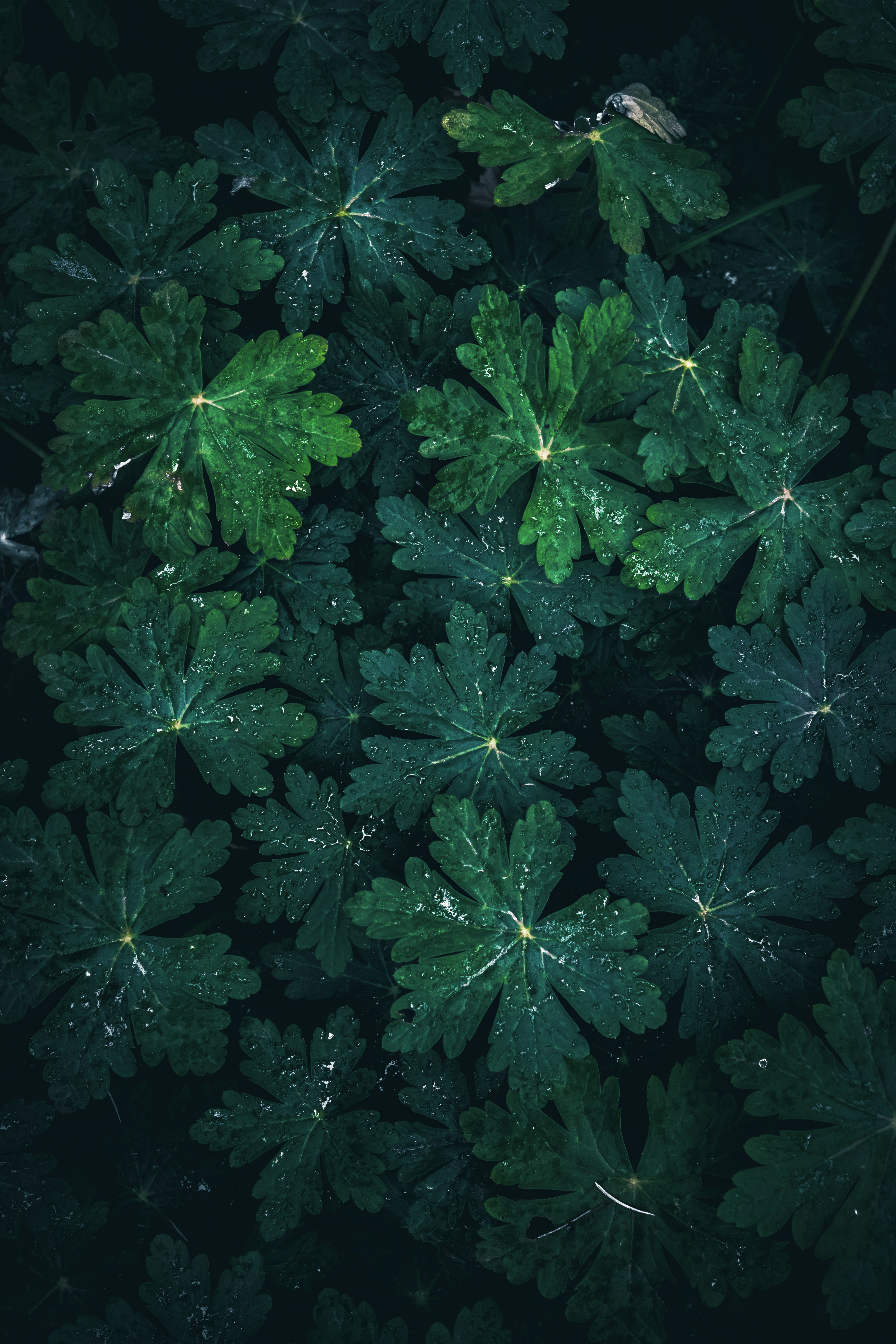 Emerald Veil: A Quiet Canopy of Palmately Lobed Leaves