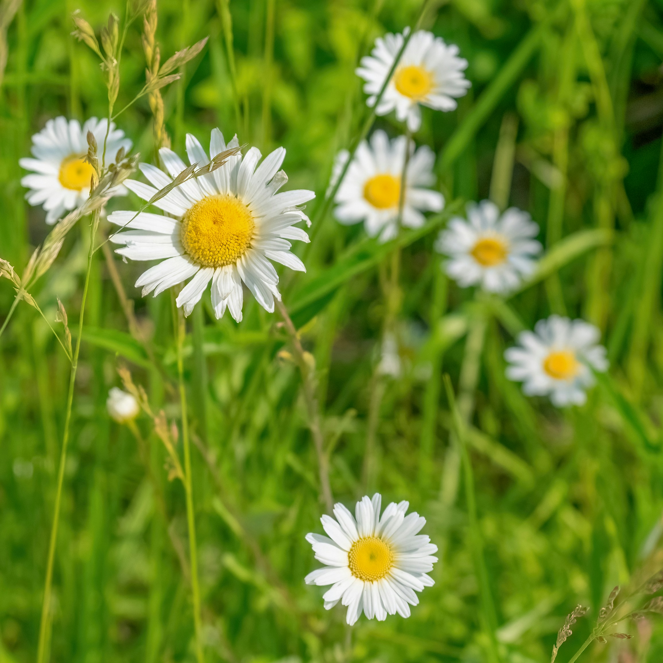 Daisies bloom in a sunlit meadow with tall grasses in the background, forming a bright cluster in the foreground. A natural, candid capture highlighting delicate petals and vibrant centers.