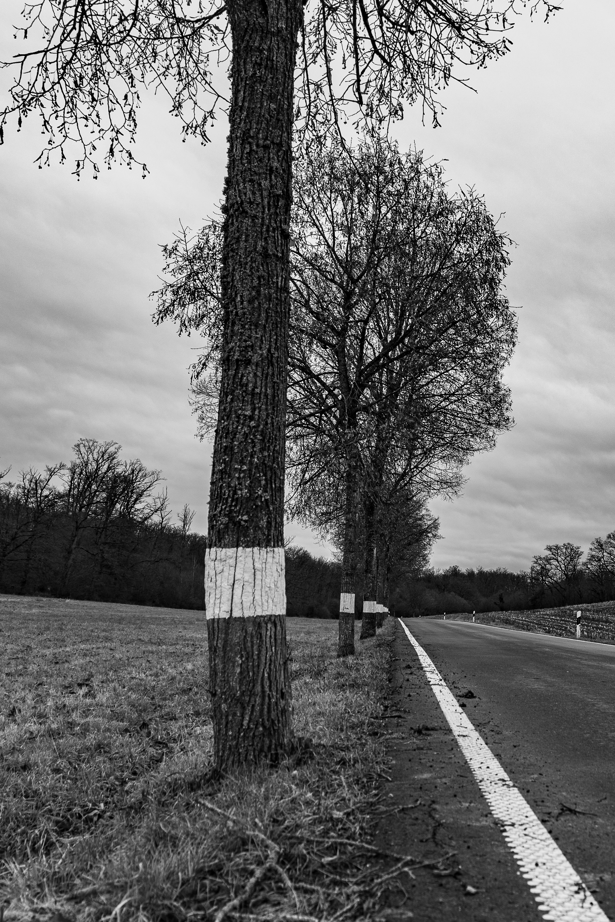 Monochrome roadside scene with a line of tall trees marked by white bands, receding into the distance beside a narrow, empty highway.