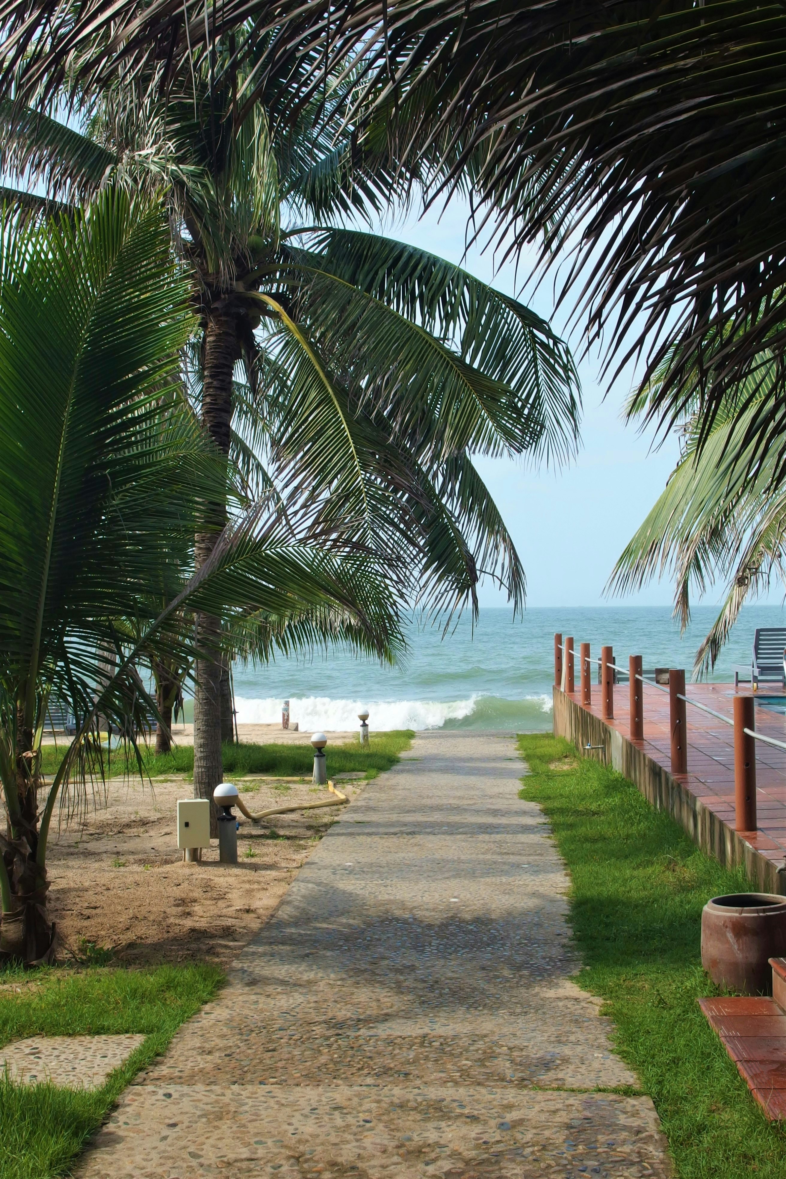 Path to the Sea: A Sunlit Corridor Beneath Palms