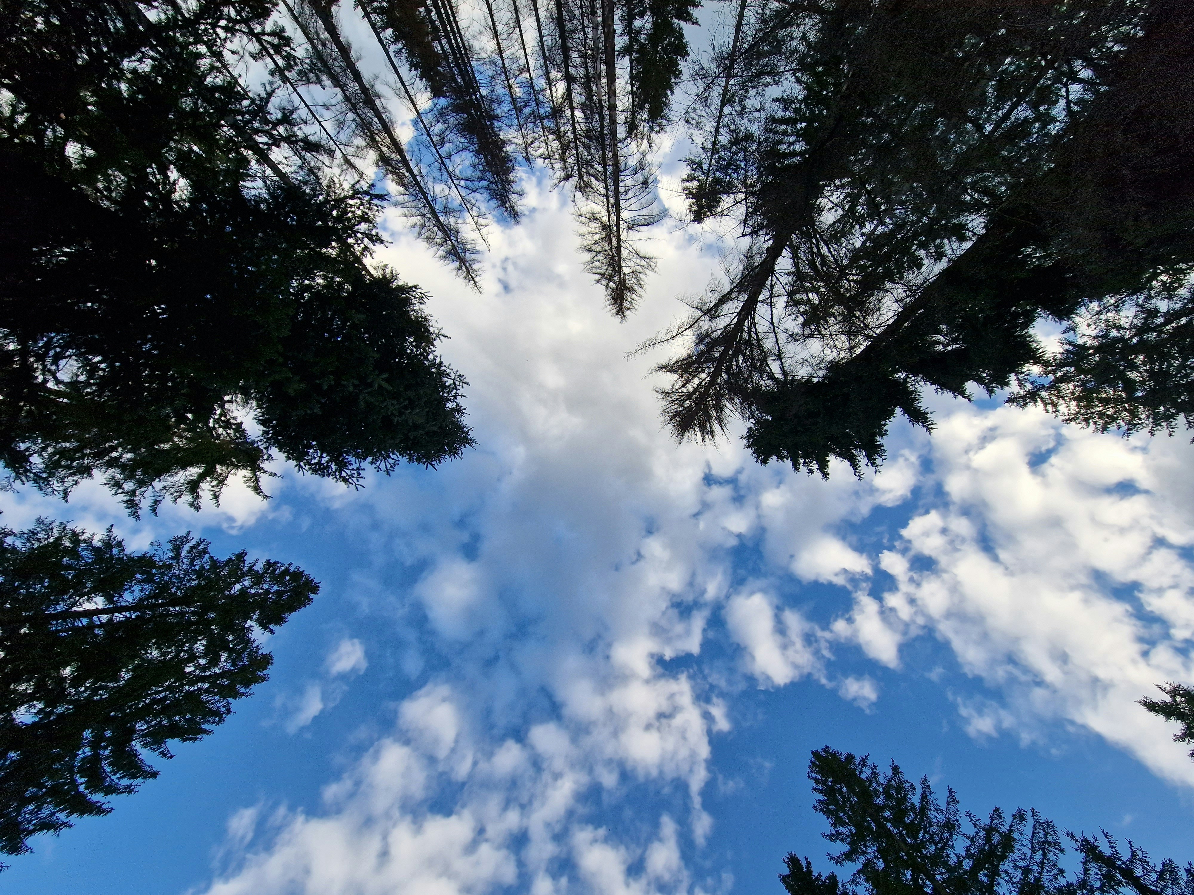 Skyward Forest: Trees Framing a Luminous Break in the Clouds