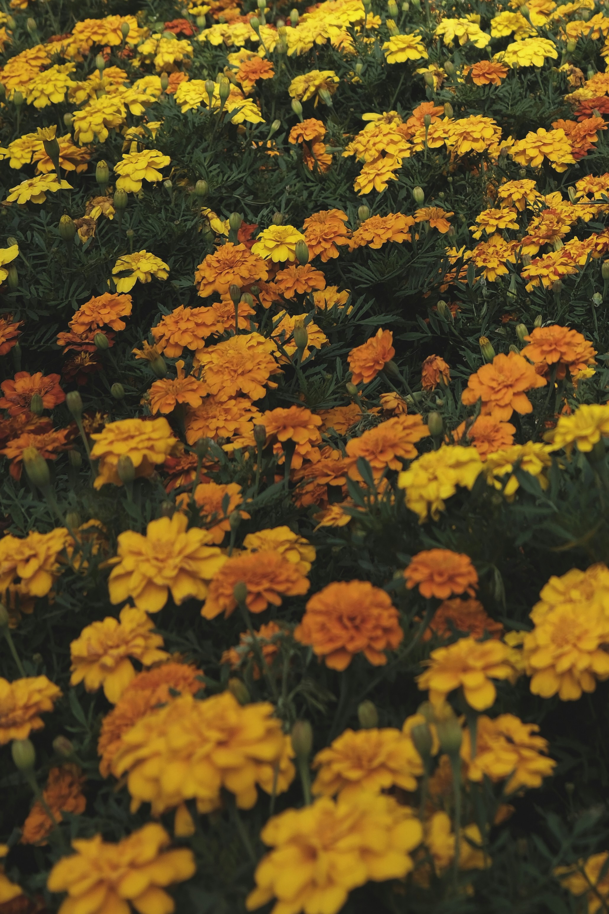 Field of Warm Blazes: A Garden of Orange and Yellow Cosmos