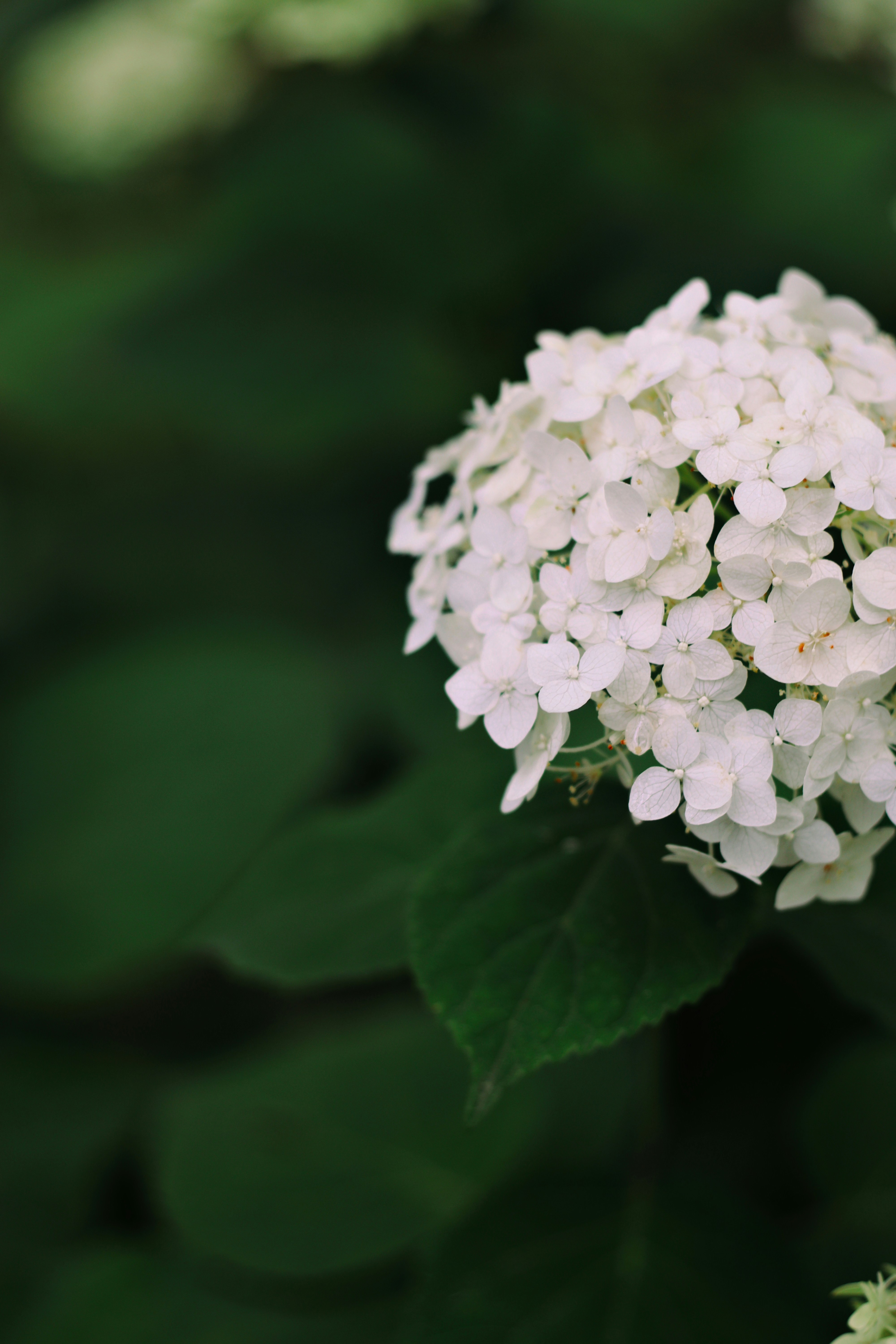 White Hydrangea Bouquet in Soft Garden Light