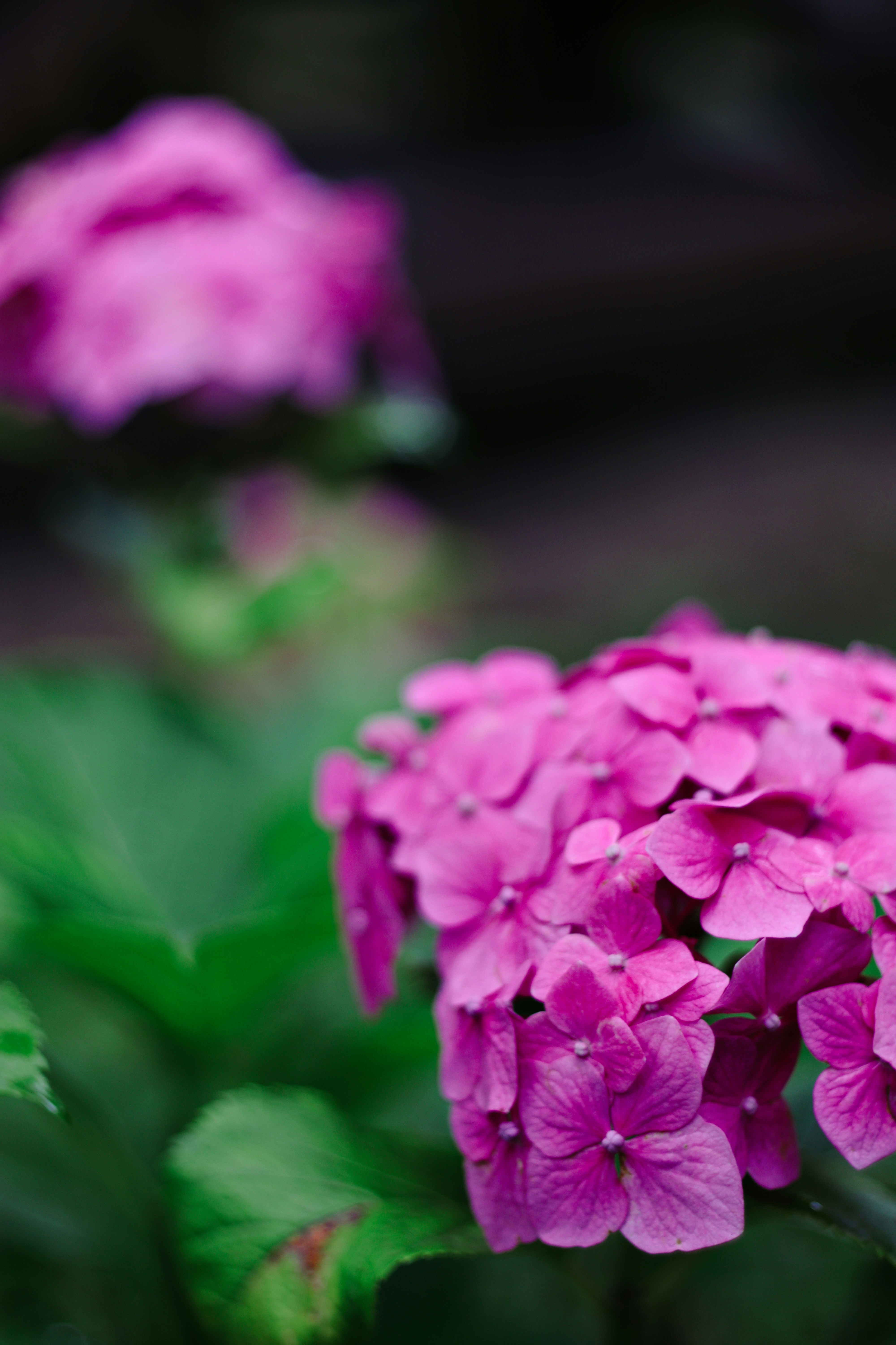Pink Hydrangea Cluster in Soft Focus Garden Scene