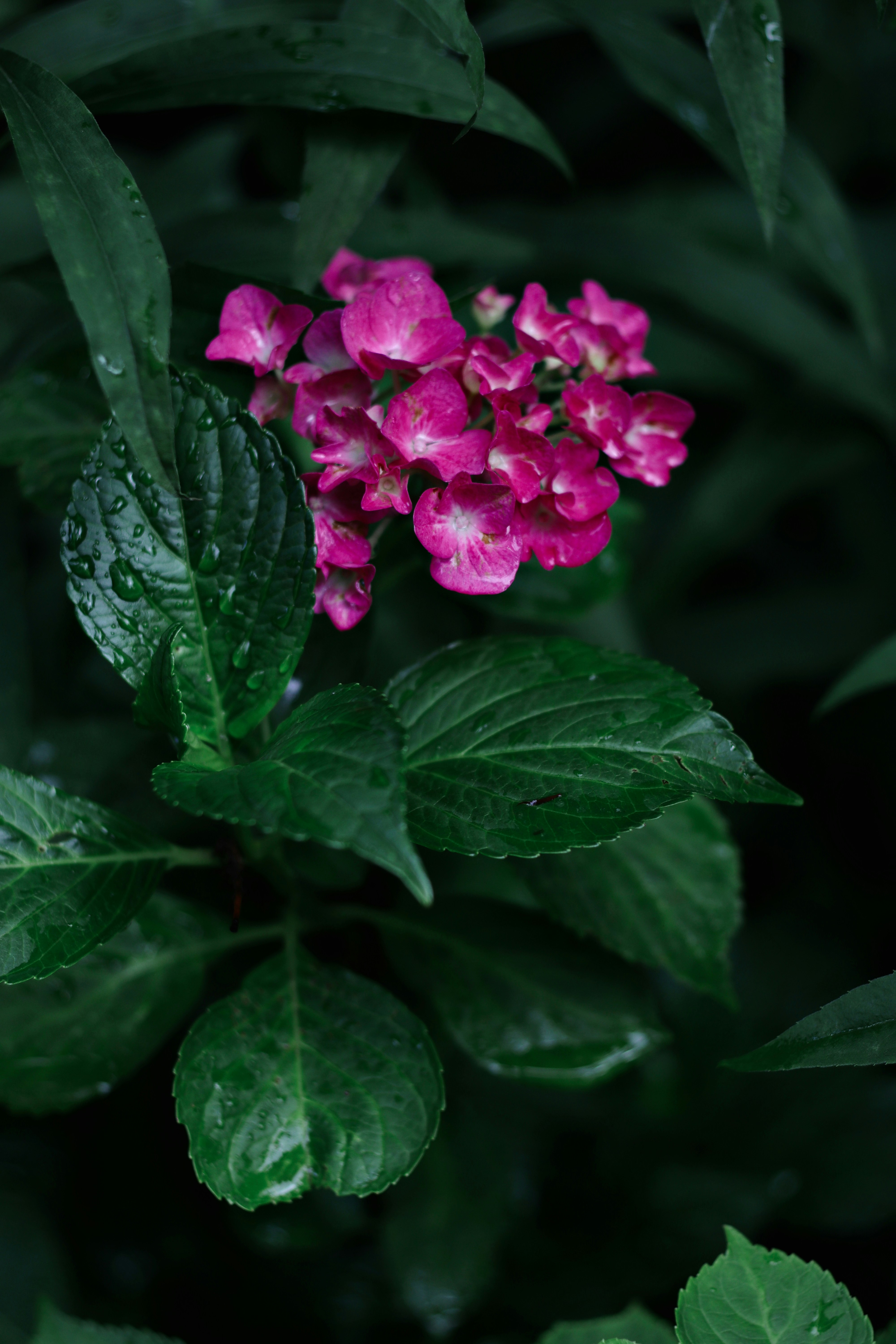 Vibrant Hydrangea Bloom Against Dense Foliage After Rain