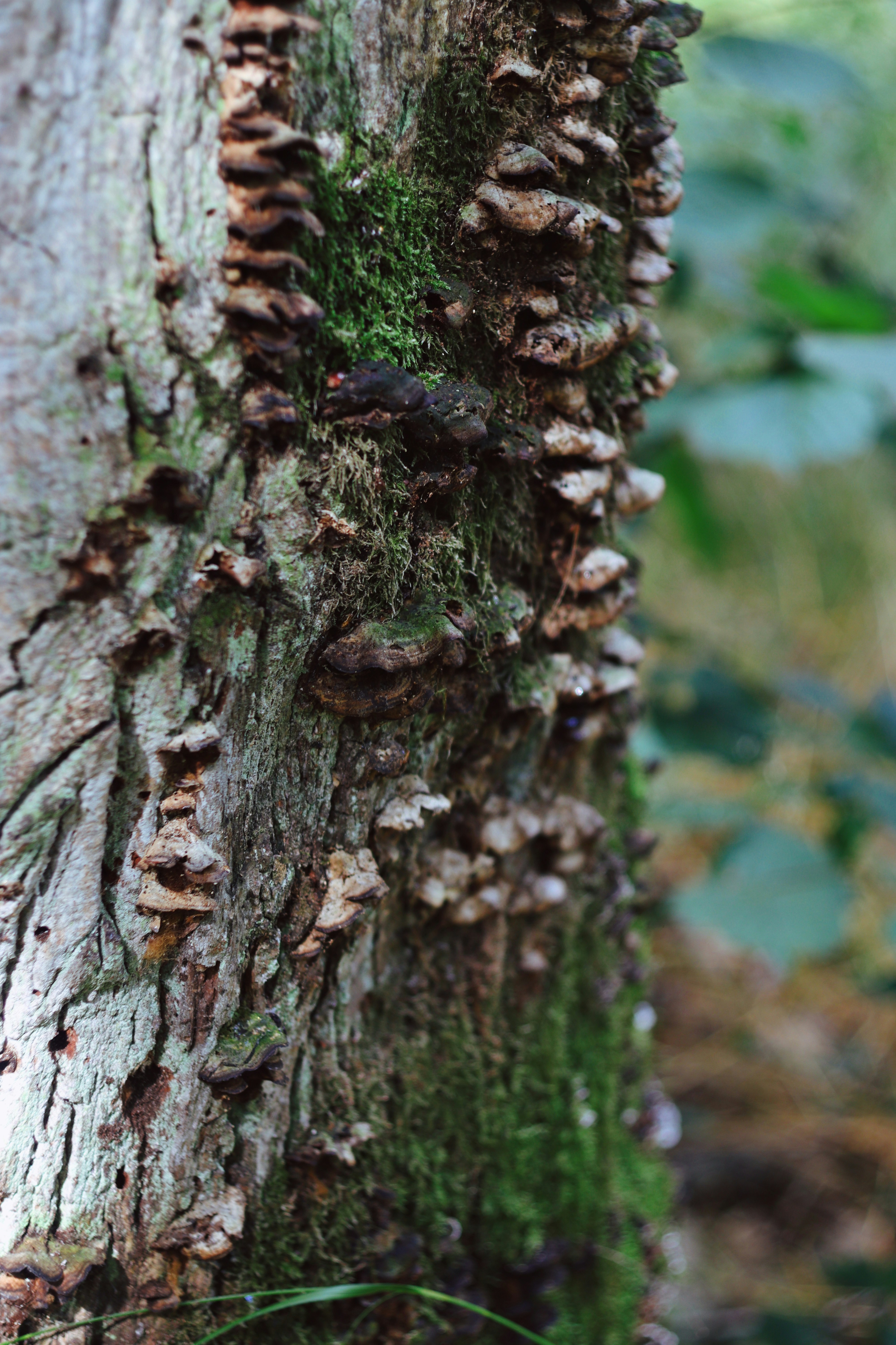 Lichen and bracket fungi cling to weathered bark in a quiet forest