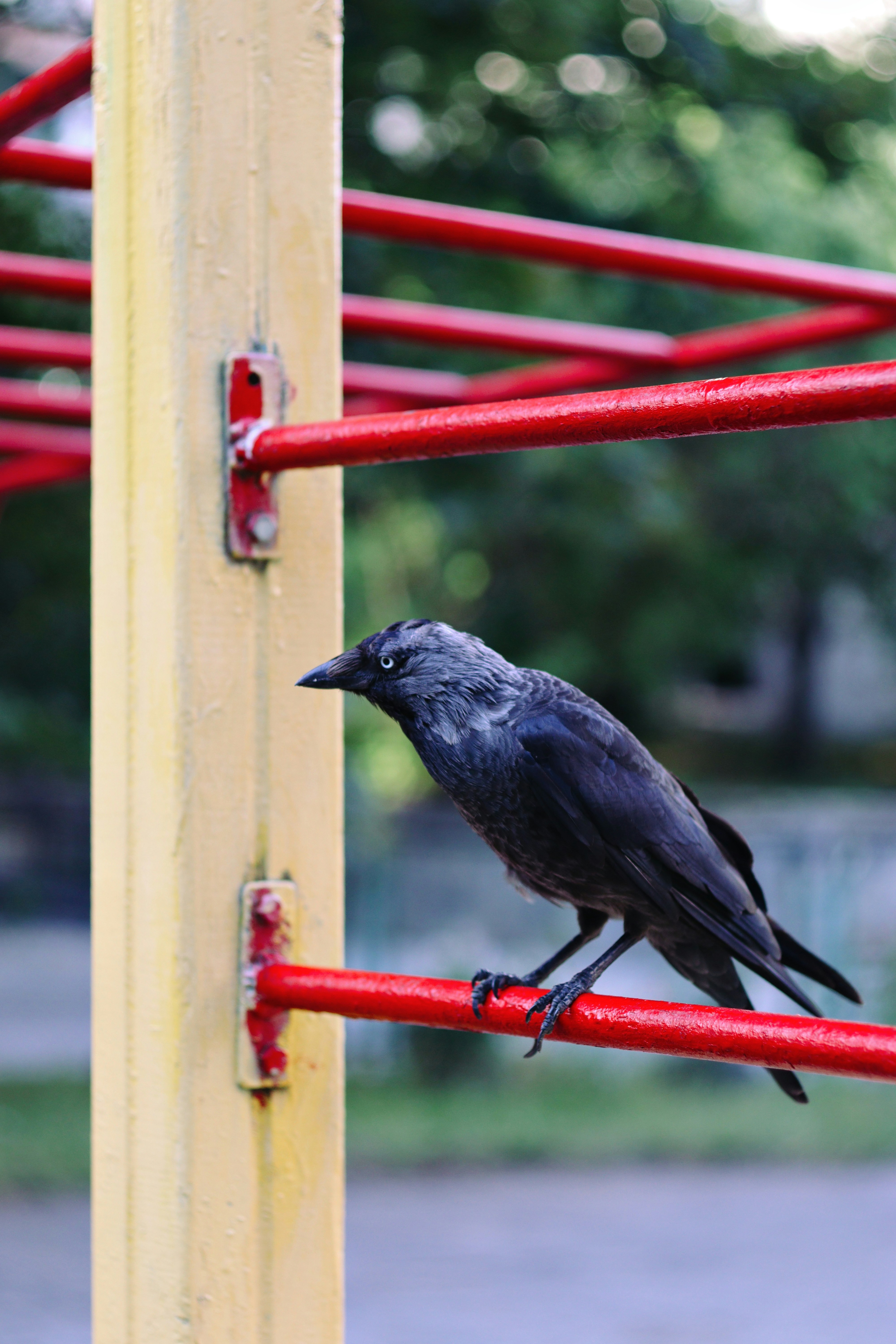 Black Crow on Red Playground Rails