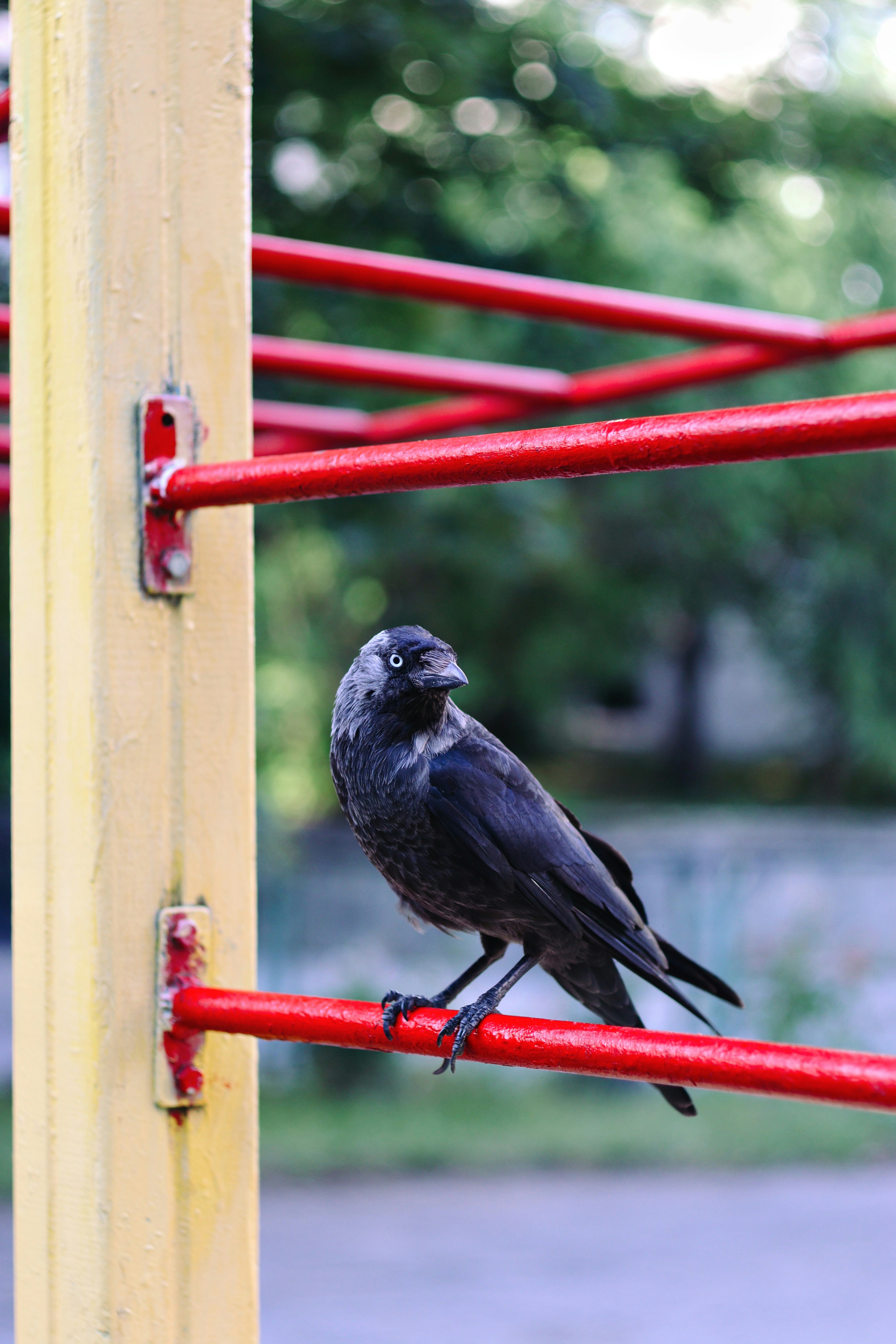 Raven on bright red playground bars under leafy backdrop