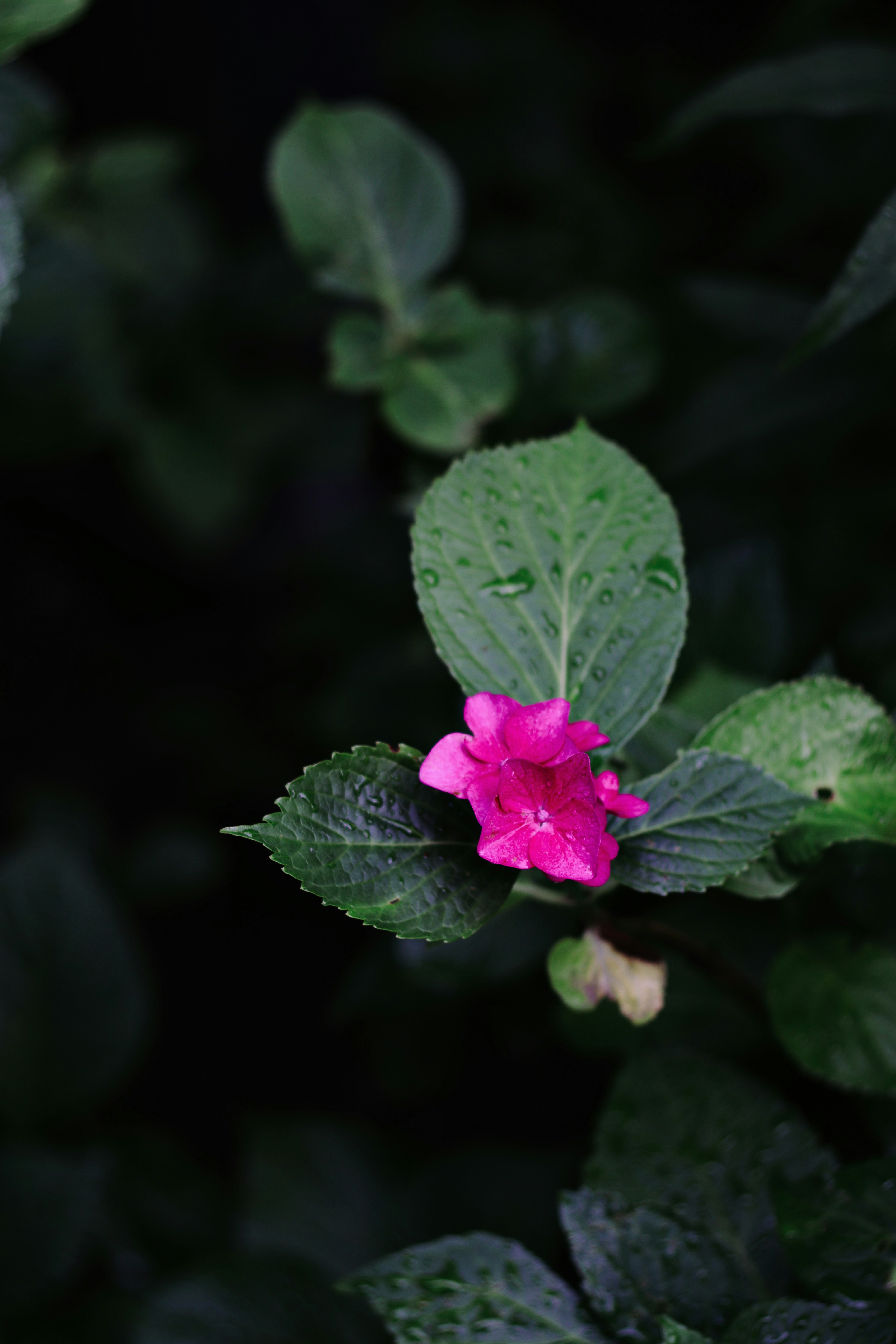 Pink Bloom in a Velvet Green Frame