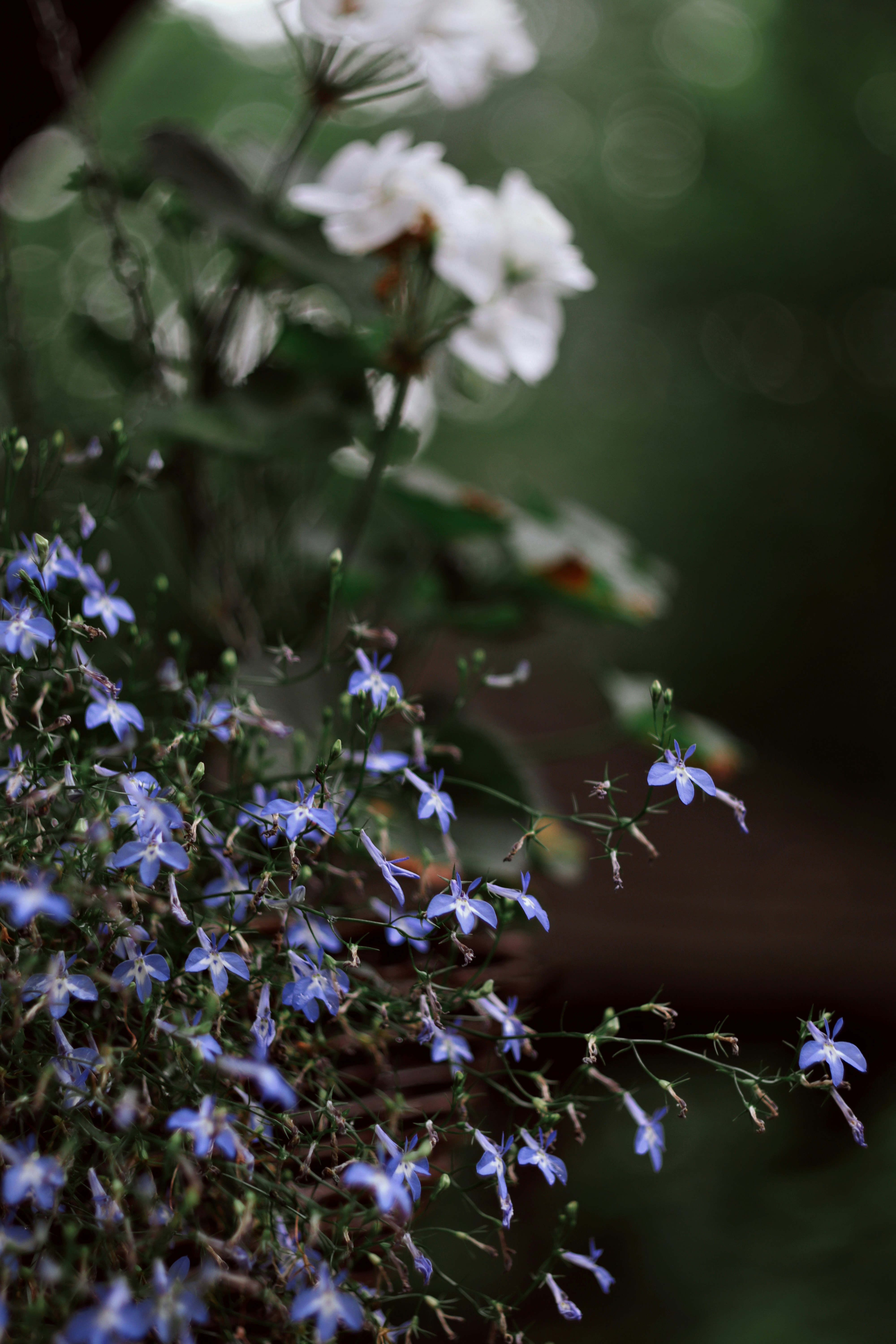 Blue Stars on a Garden Breeze