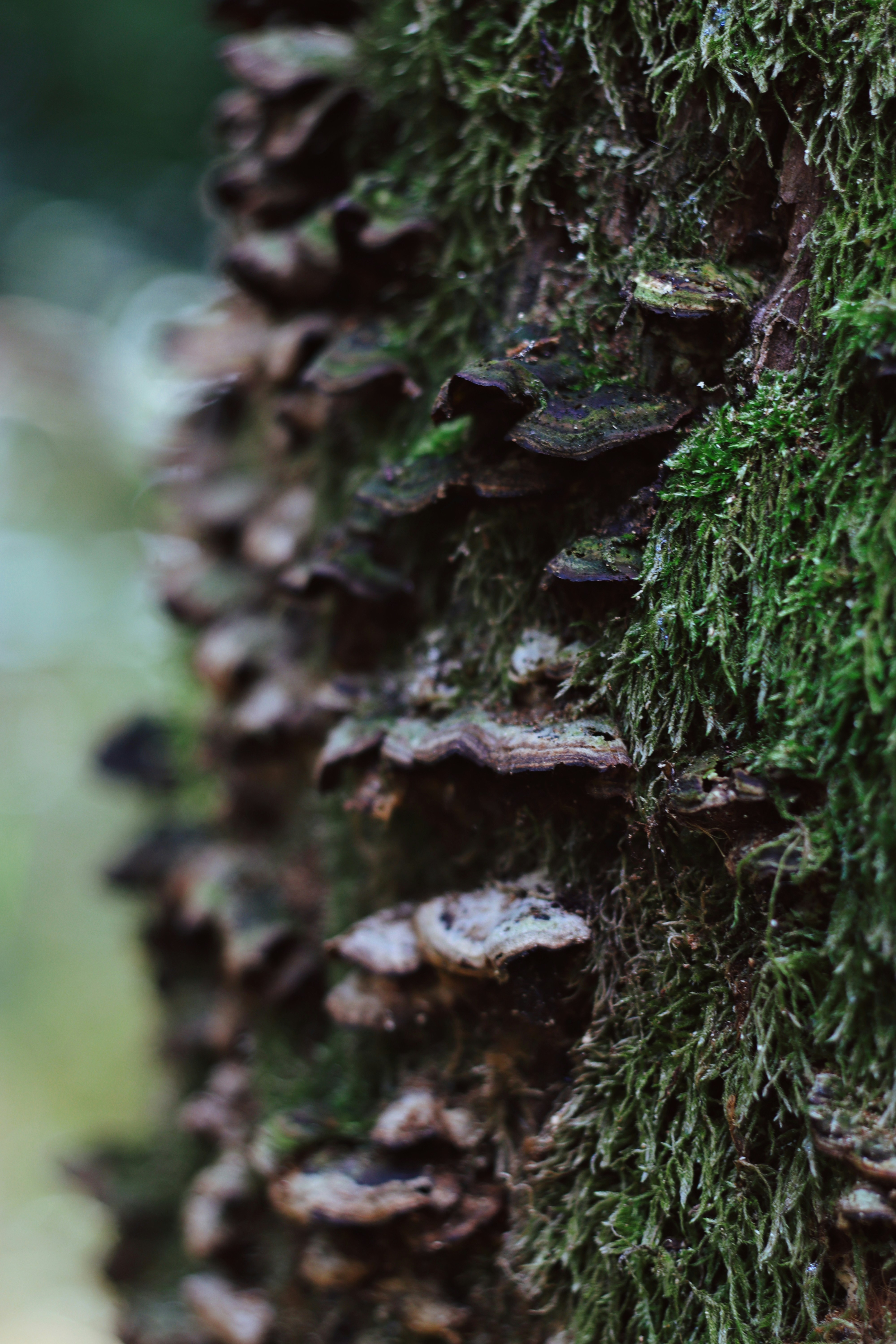 Mossy Time Capsule: A Close-Up of Ferny Lace on Bark