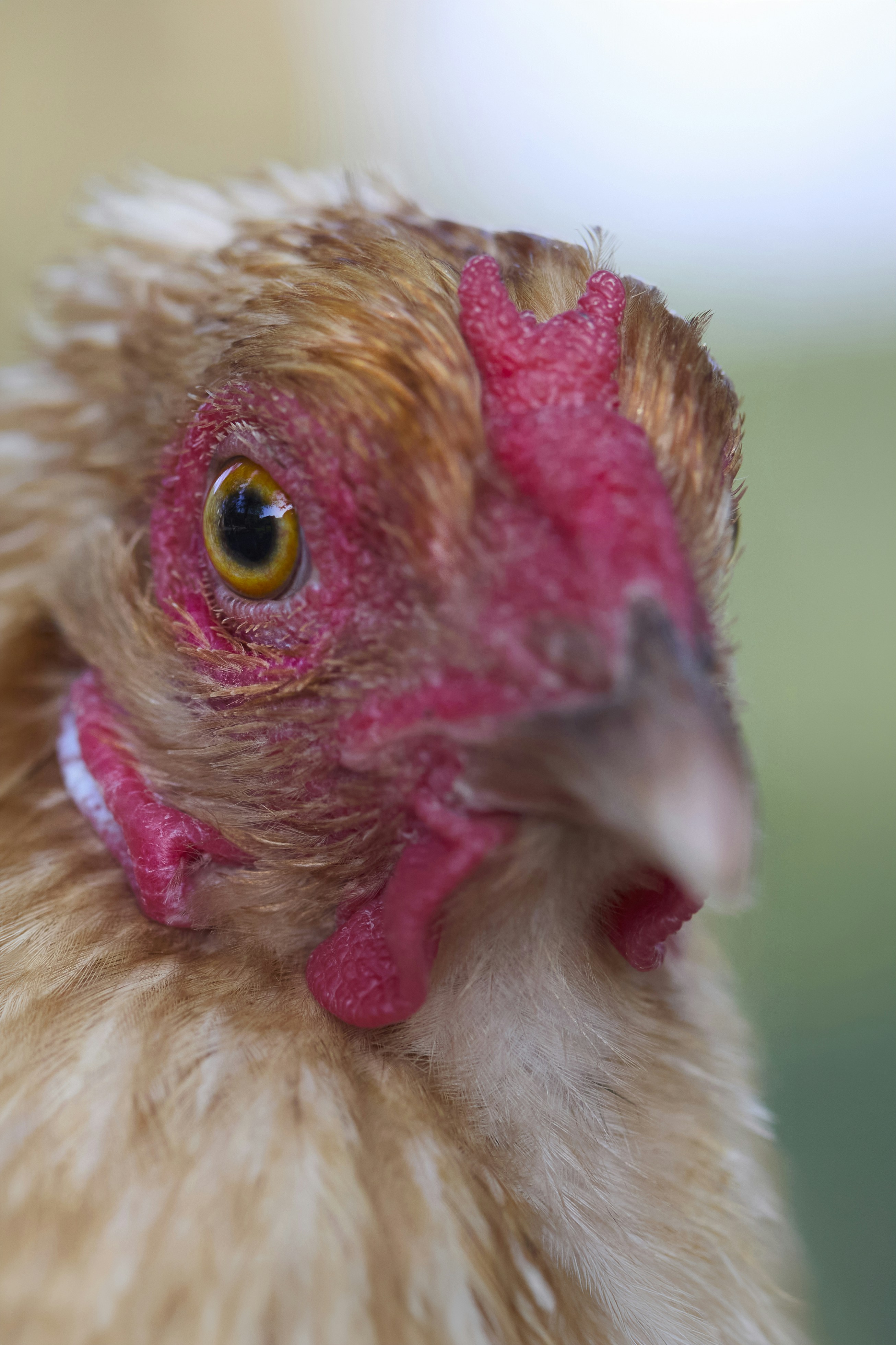 Close-Up of a Hen’s Bright Eye and Textured Comb