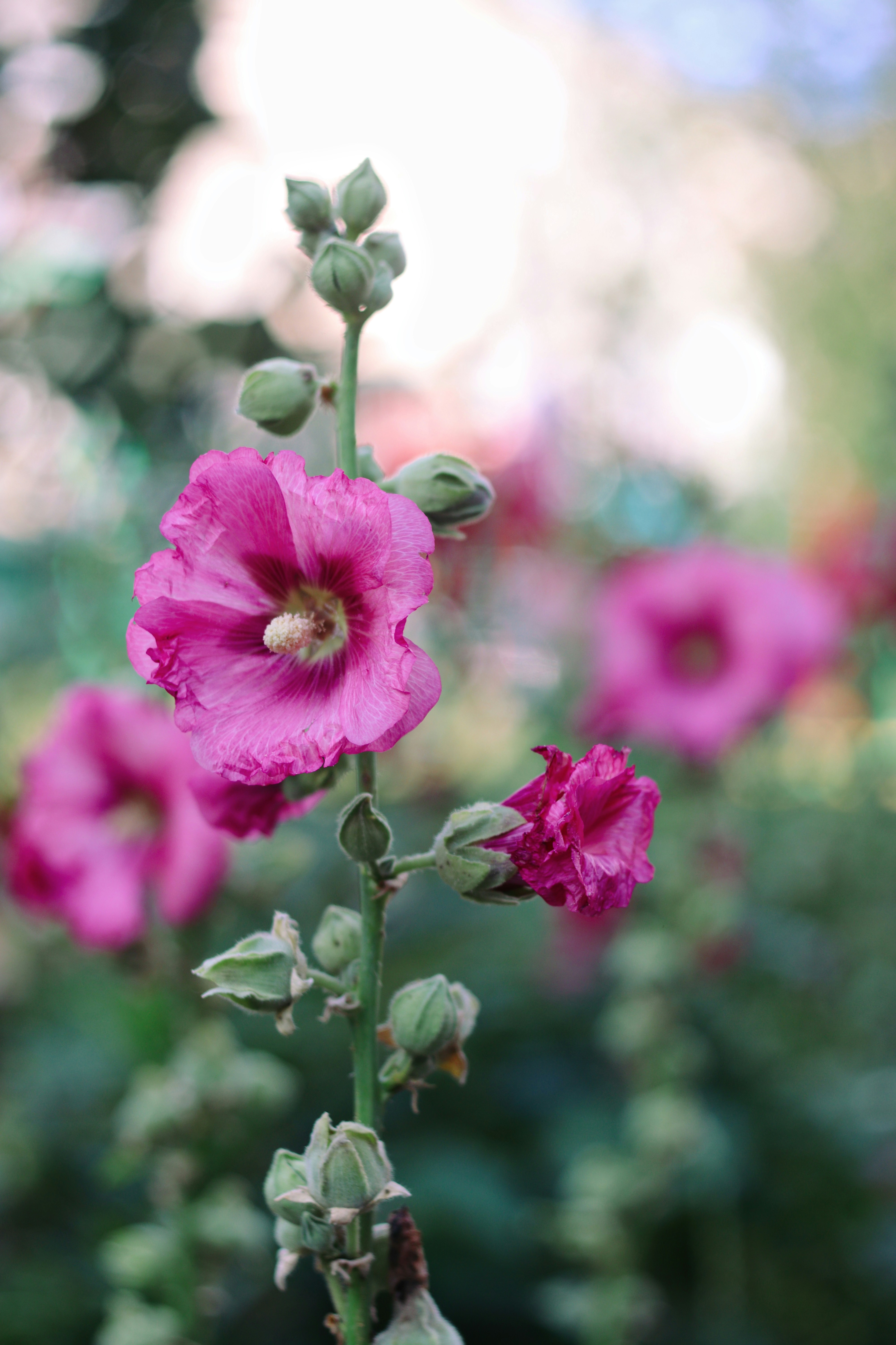 Pink Mural of Petals: A Close-Up Coronation in a Sunny Garden