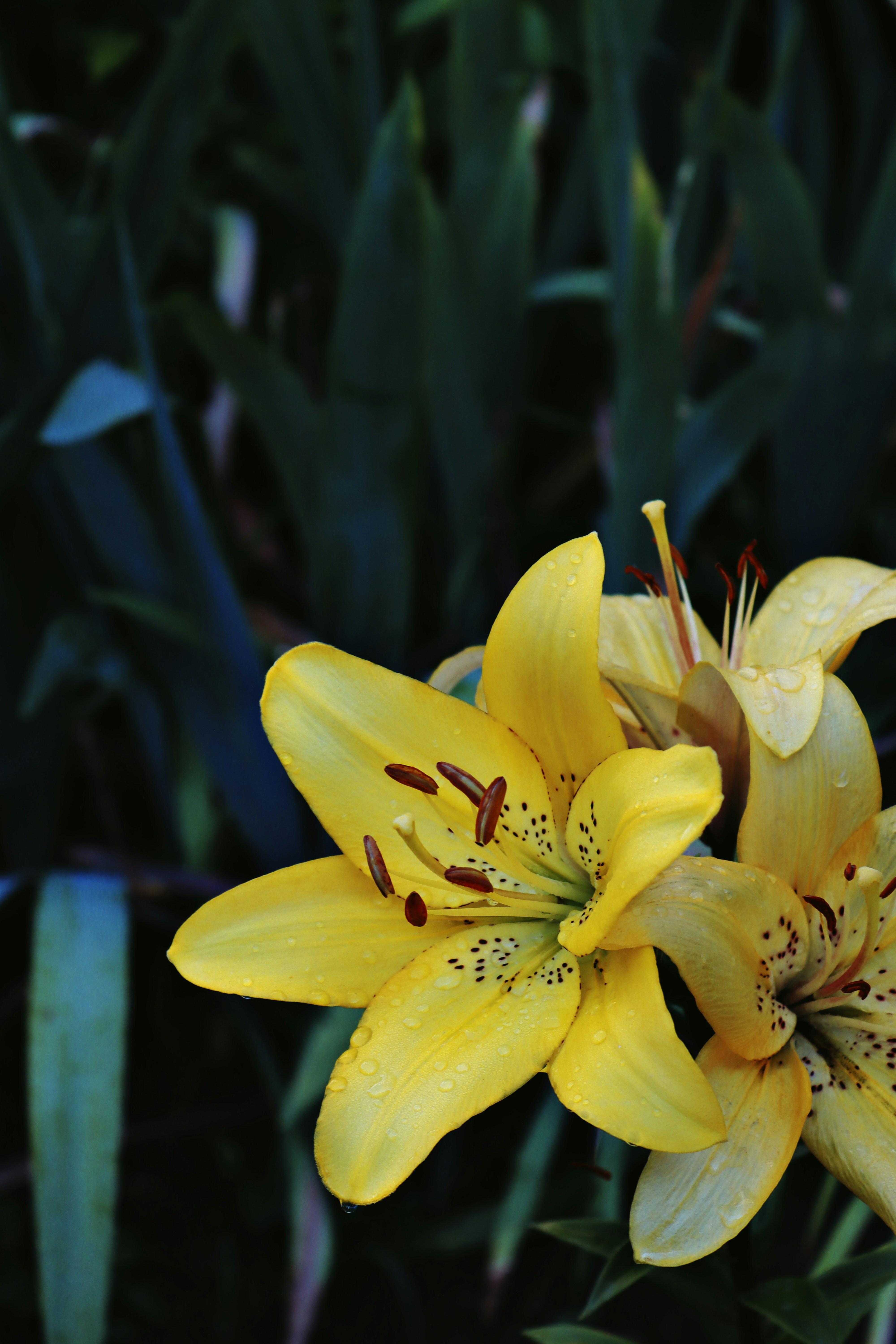 Golden Lillies in Focus: A Close-Up of Vibrant Yellow Petals