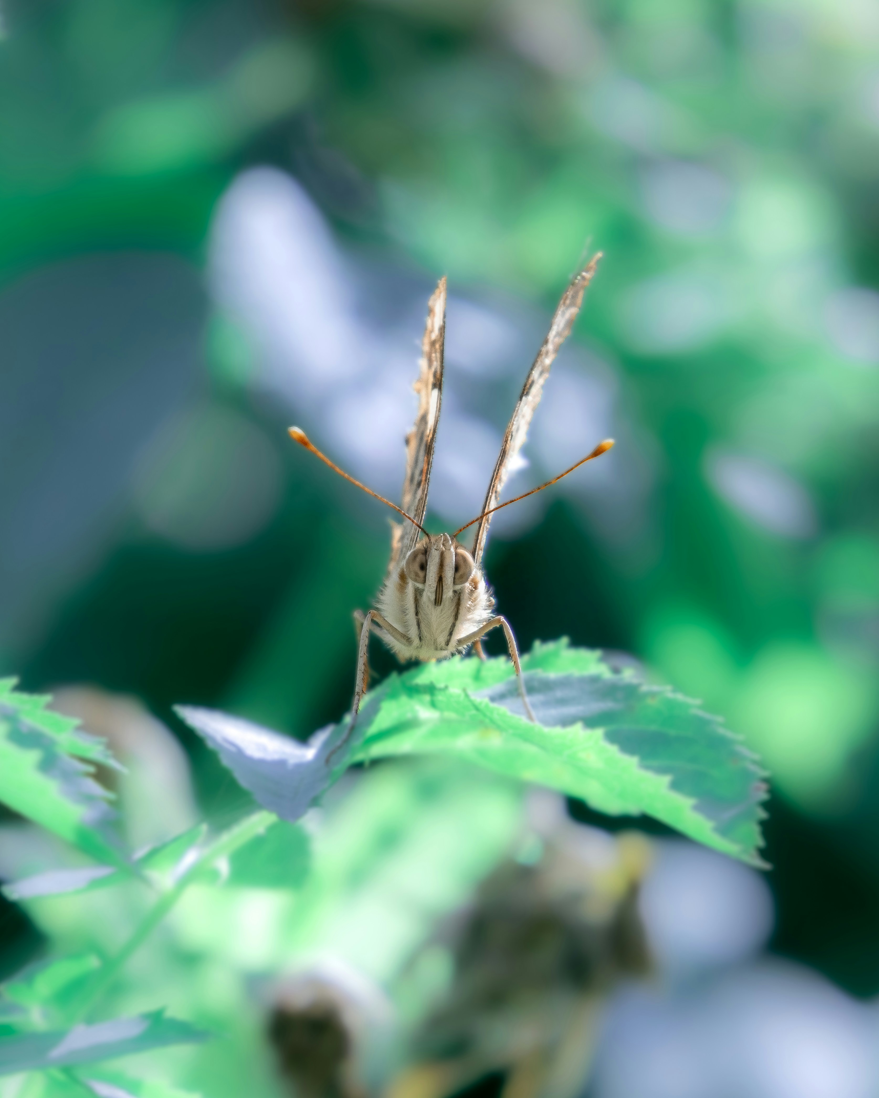 Front-and-Center Butterfly Portrait in Soft Green Canopy