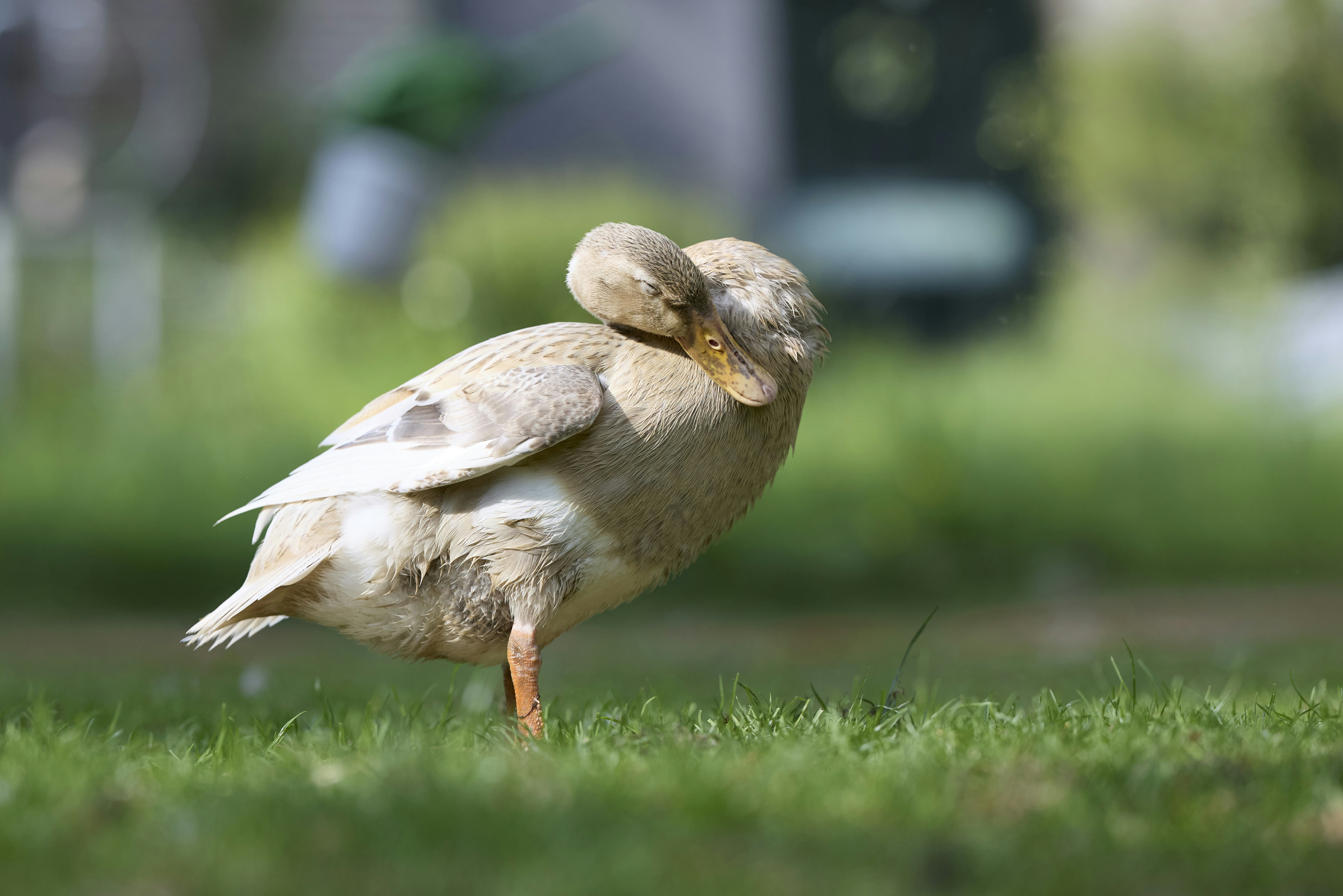 A Curling Dawn: A Duck Resting on the Emerald Lawn