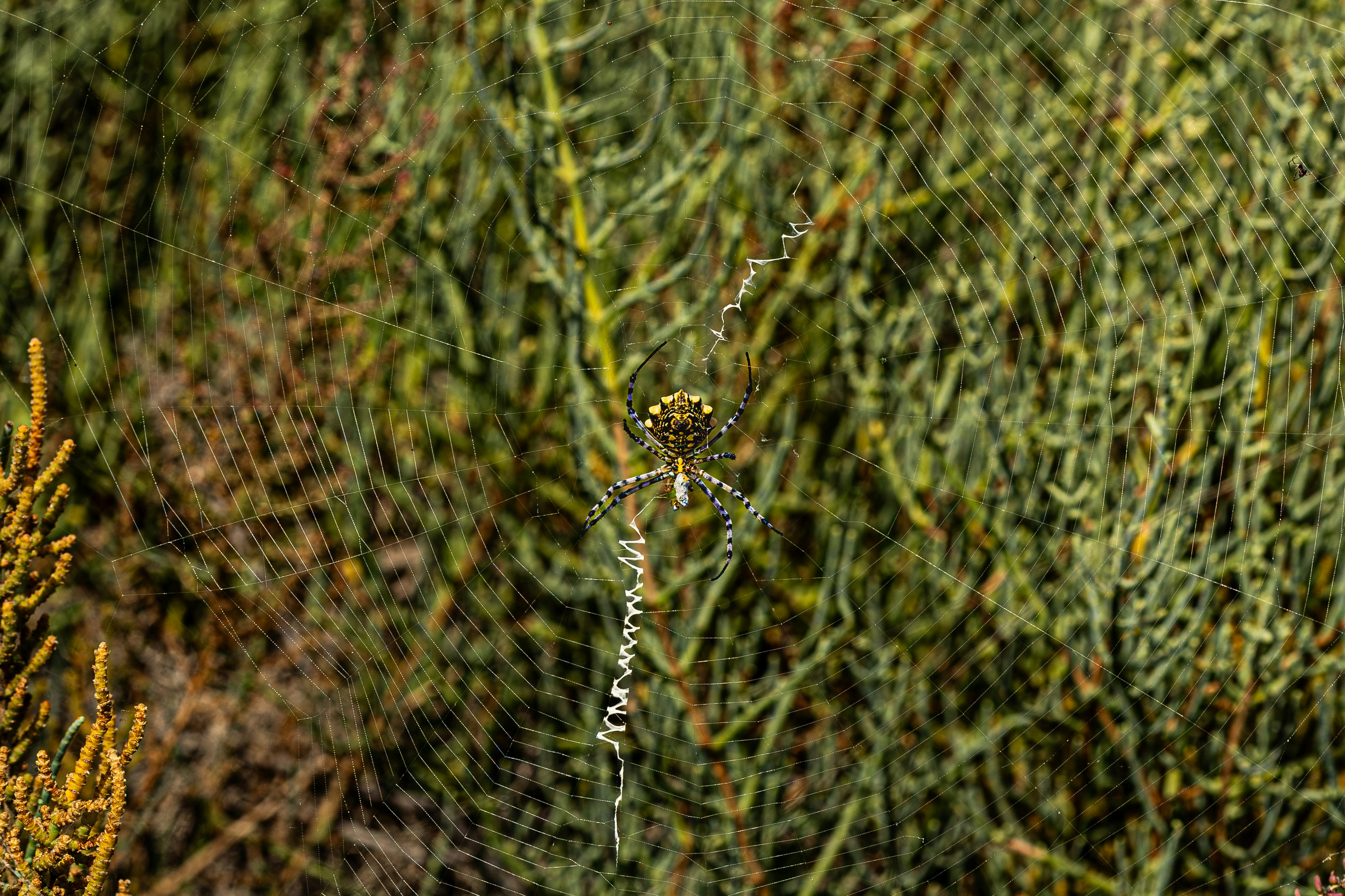 Orb Weaver's Web in Quiet Backlit Brush