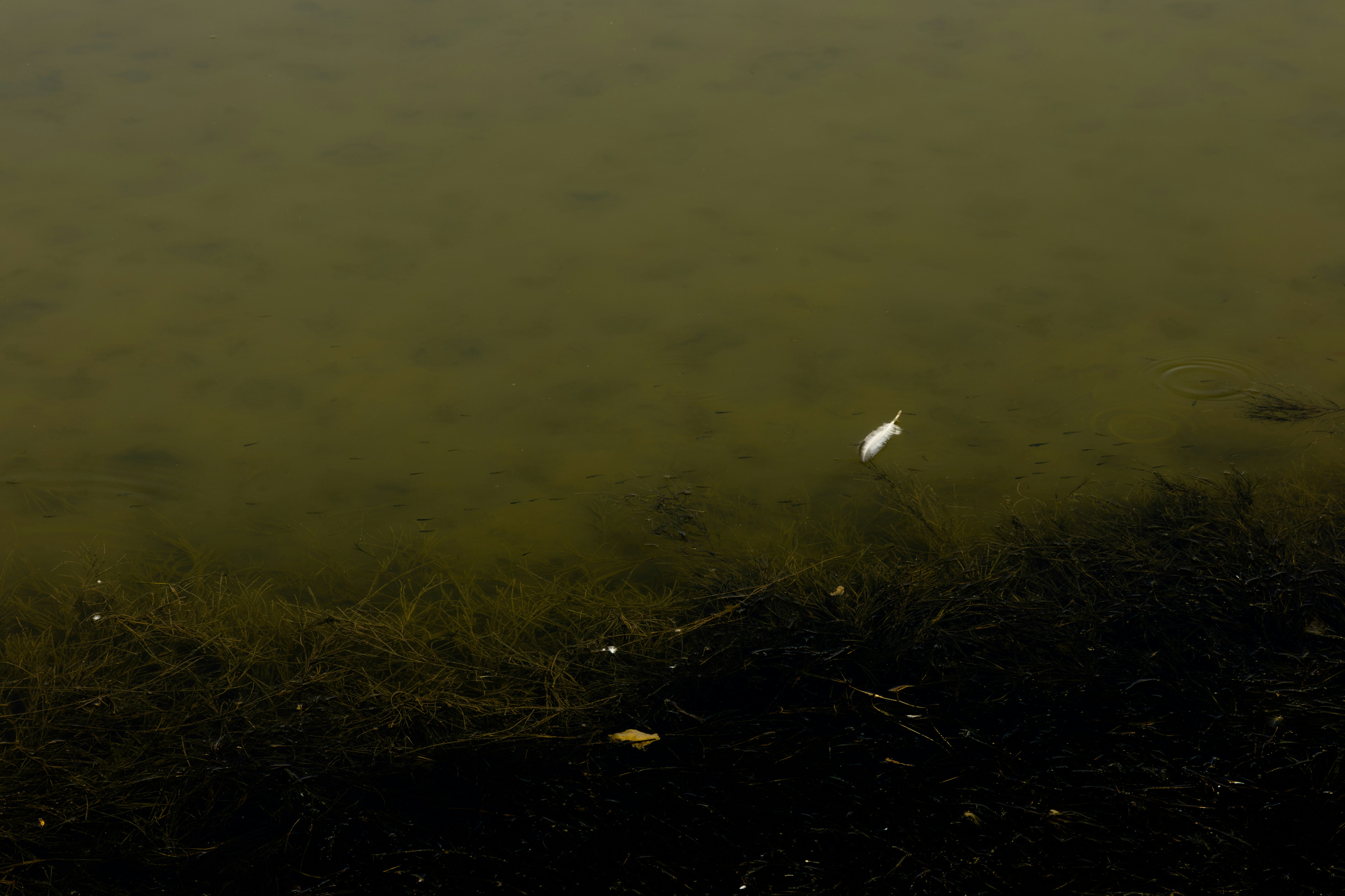 Drift of a Single Feather over Still Marsh