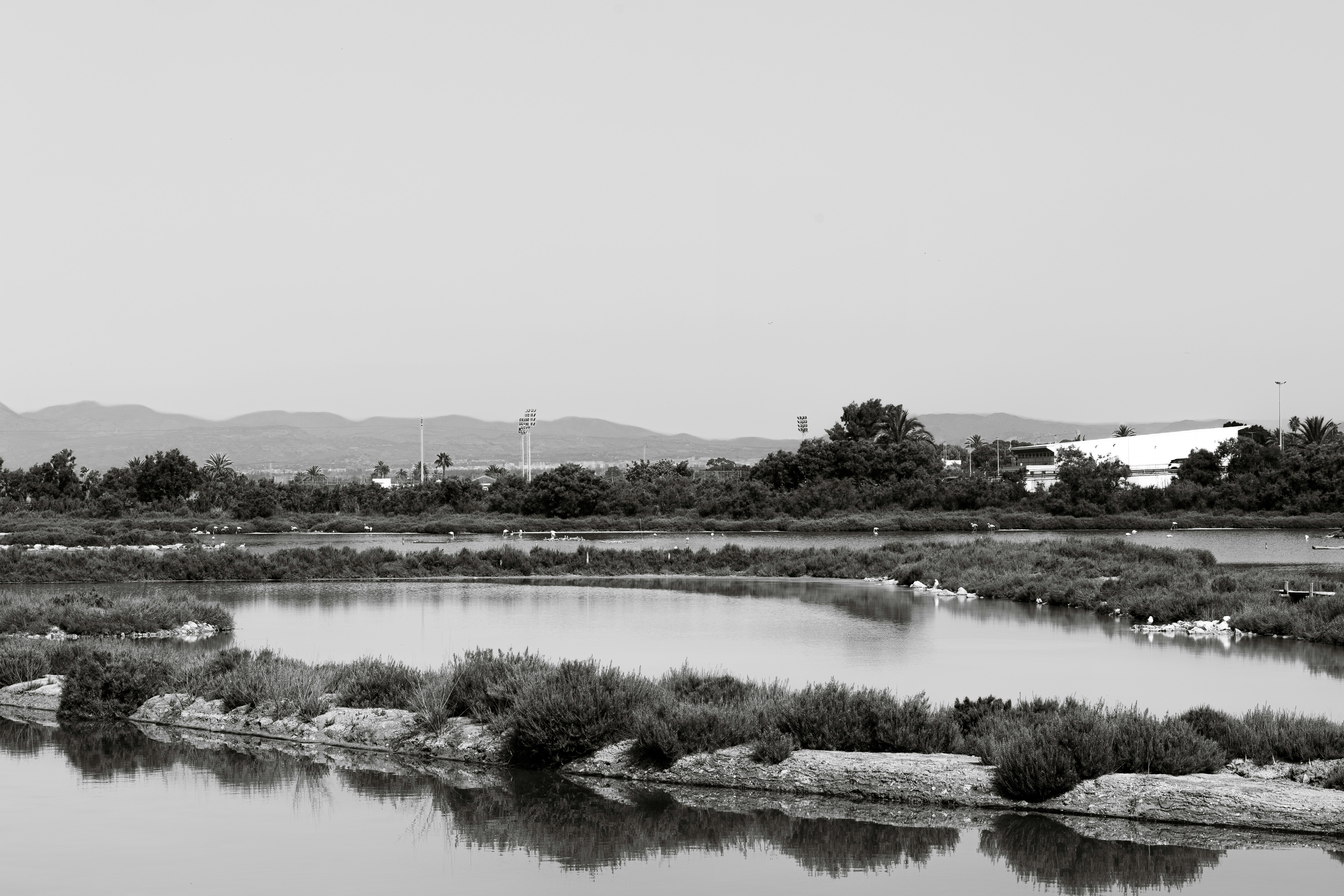 Coastal Wetland Horizon in Monochrome