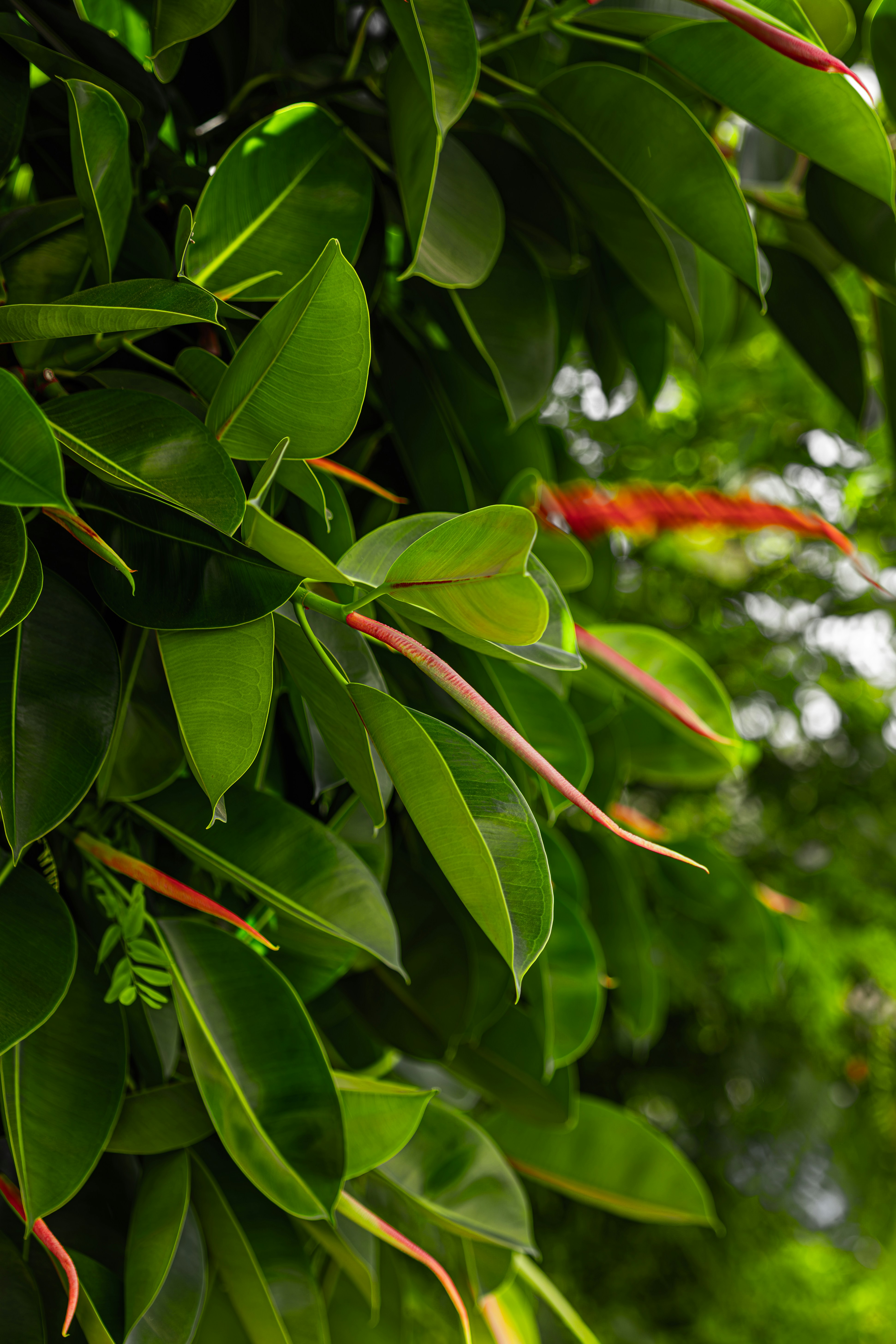 Verdant Cascade: Close-Up of Glossy Green Leaves with Red-Tipped Stems