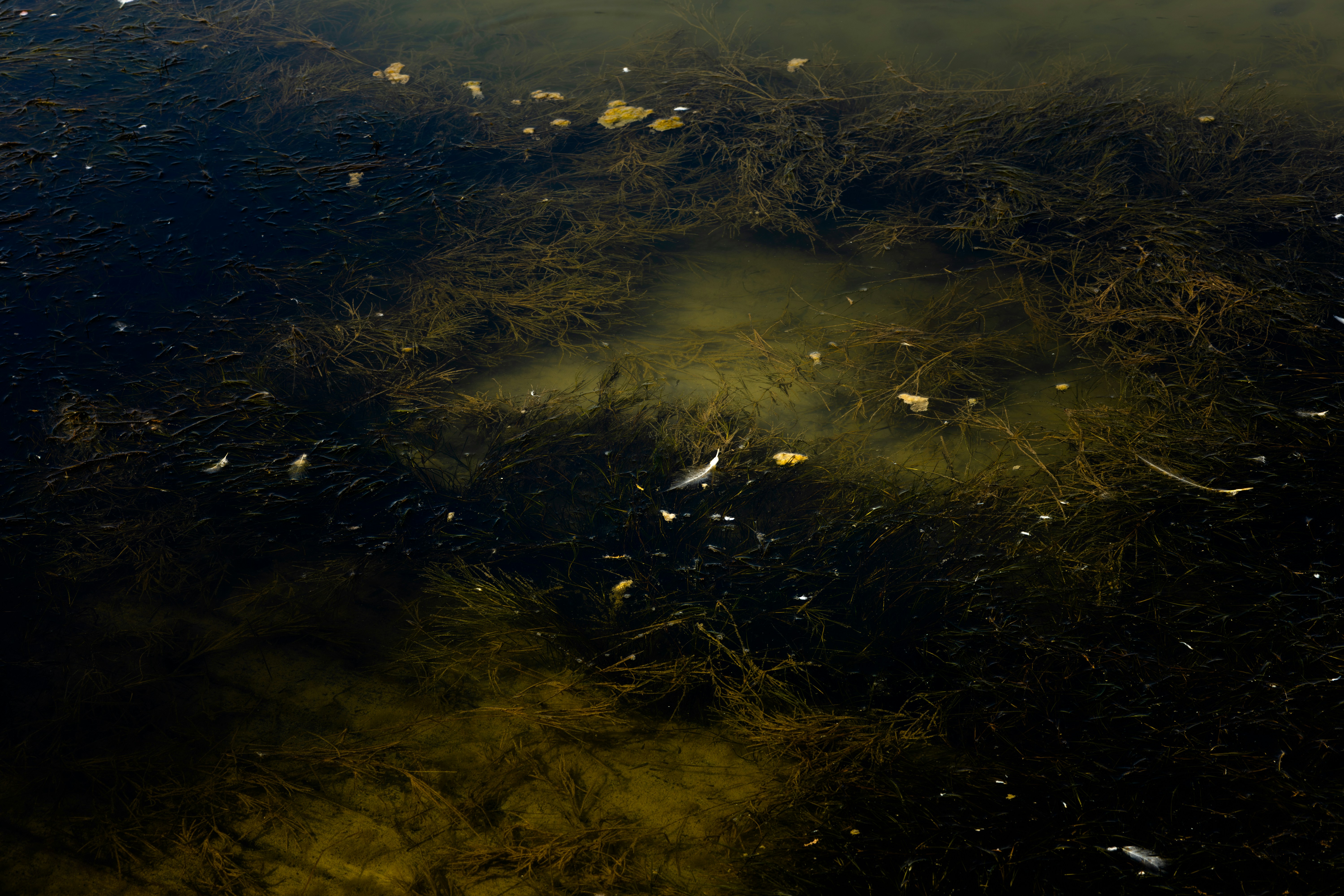 Submerged Midnight: A Quiet Patch of Dark Green Shallows