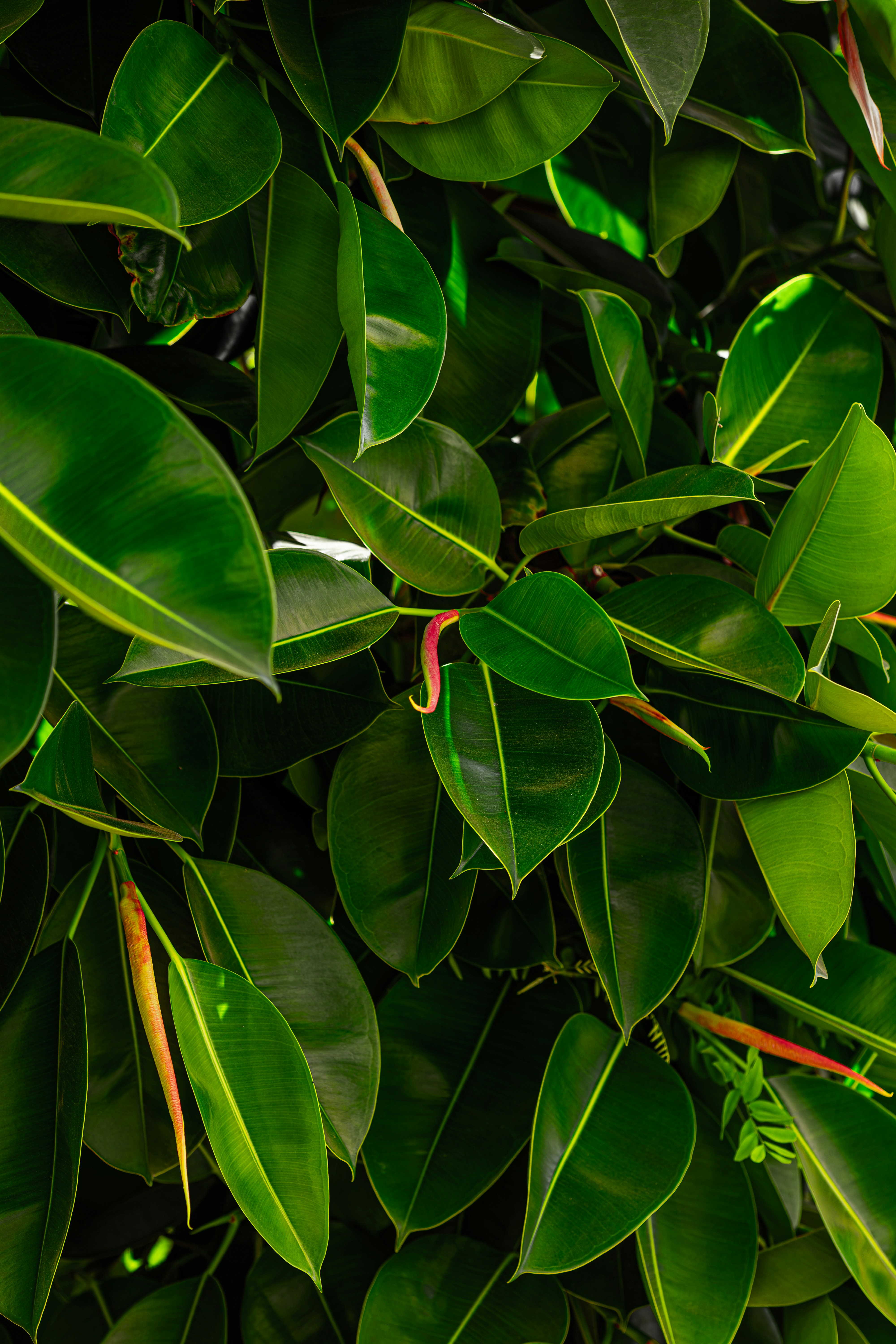 Emerald Veil: close-up of glossy tropical leaves