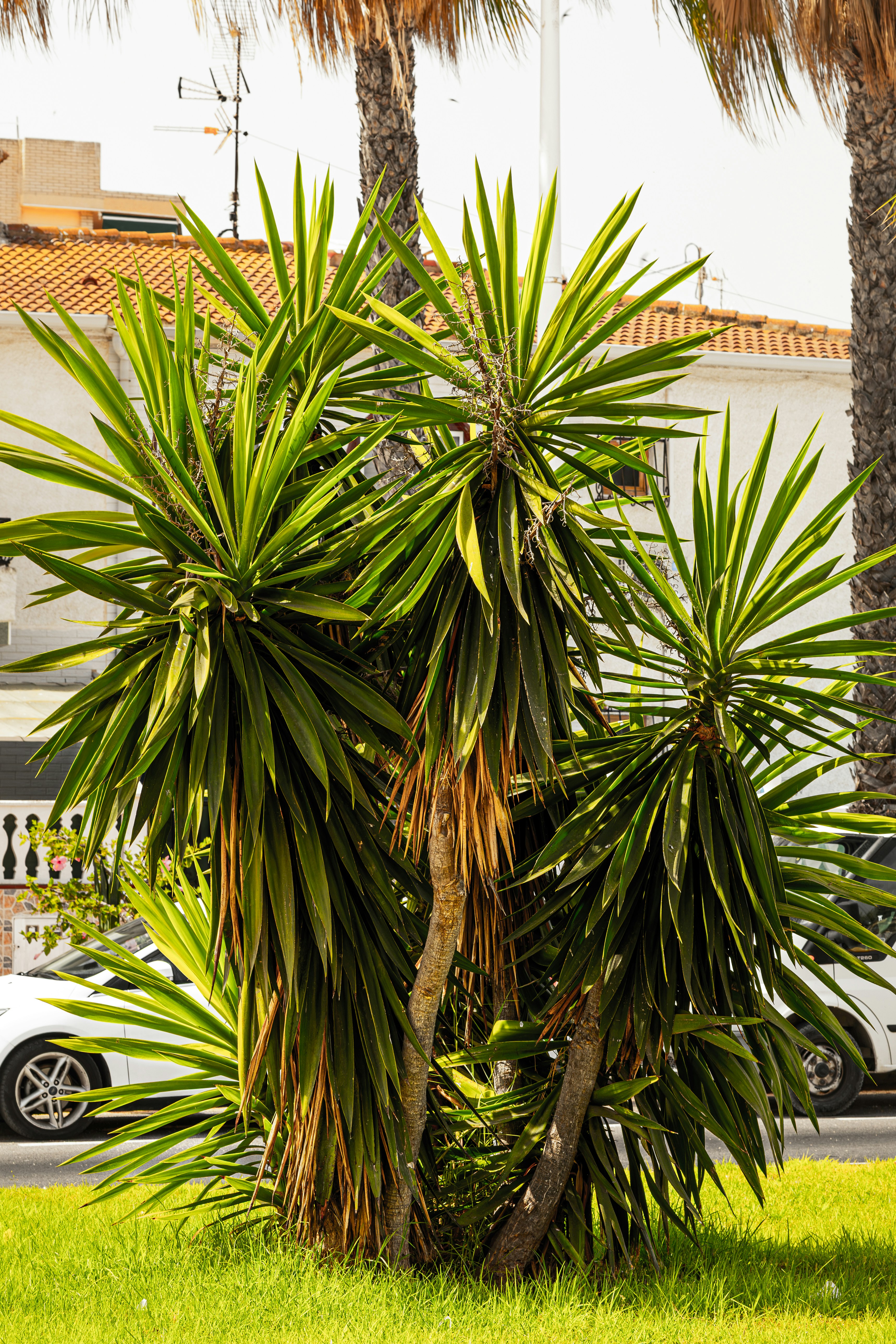 Desert-adapted Yucca Cluster by a Sunlit Street