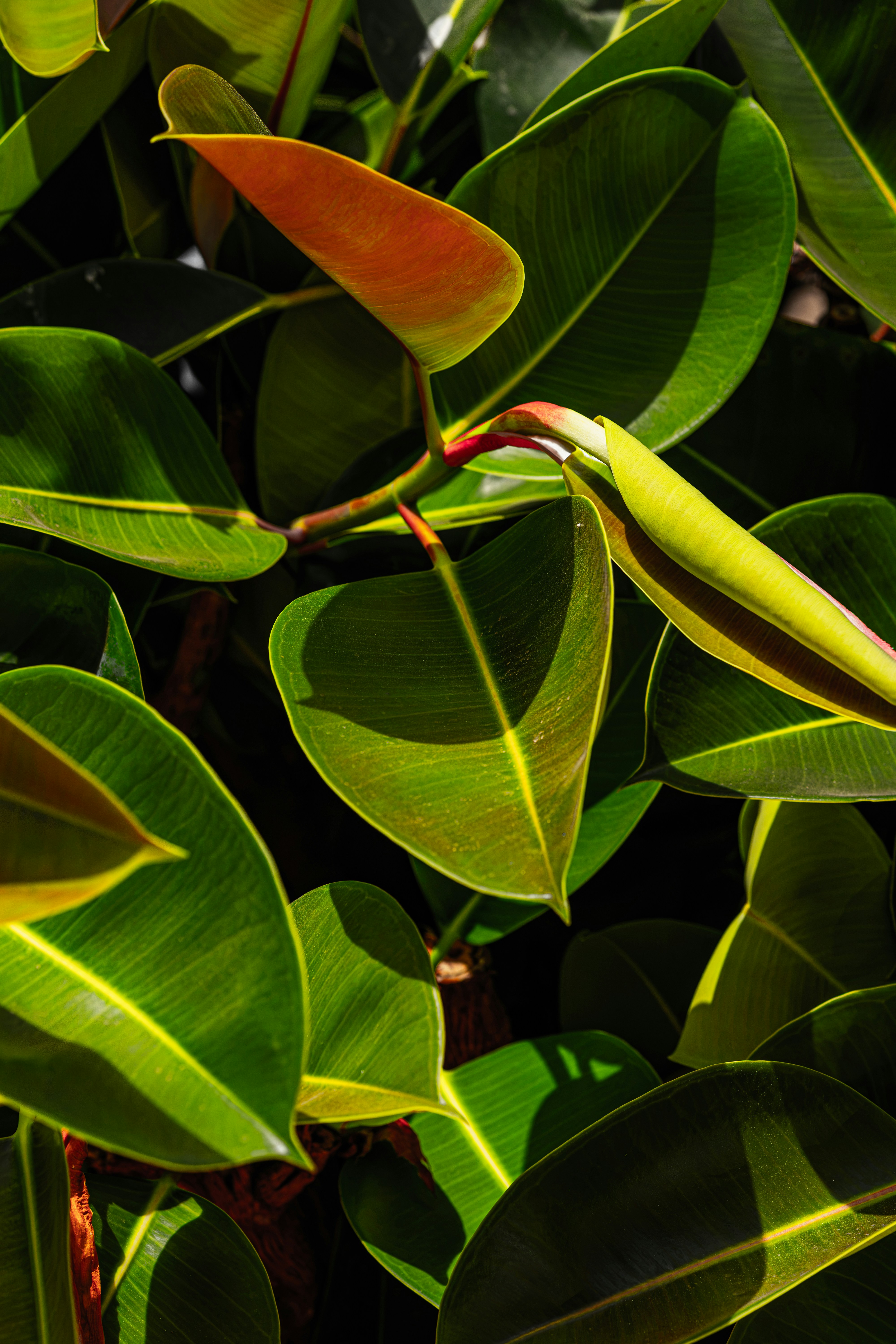 Emerald Canvas: Sunlit Foliage Unfolds