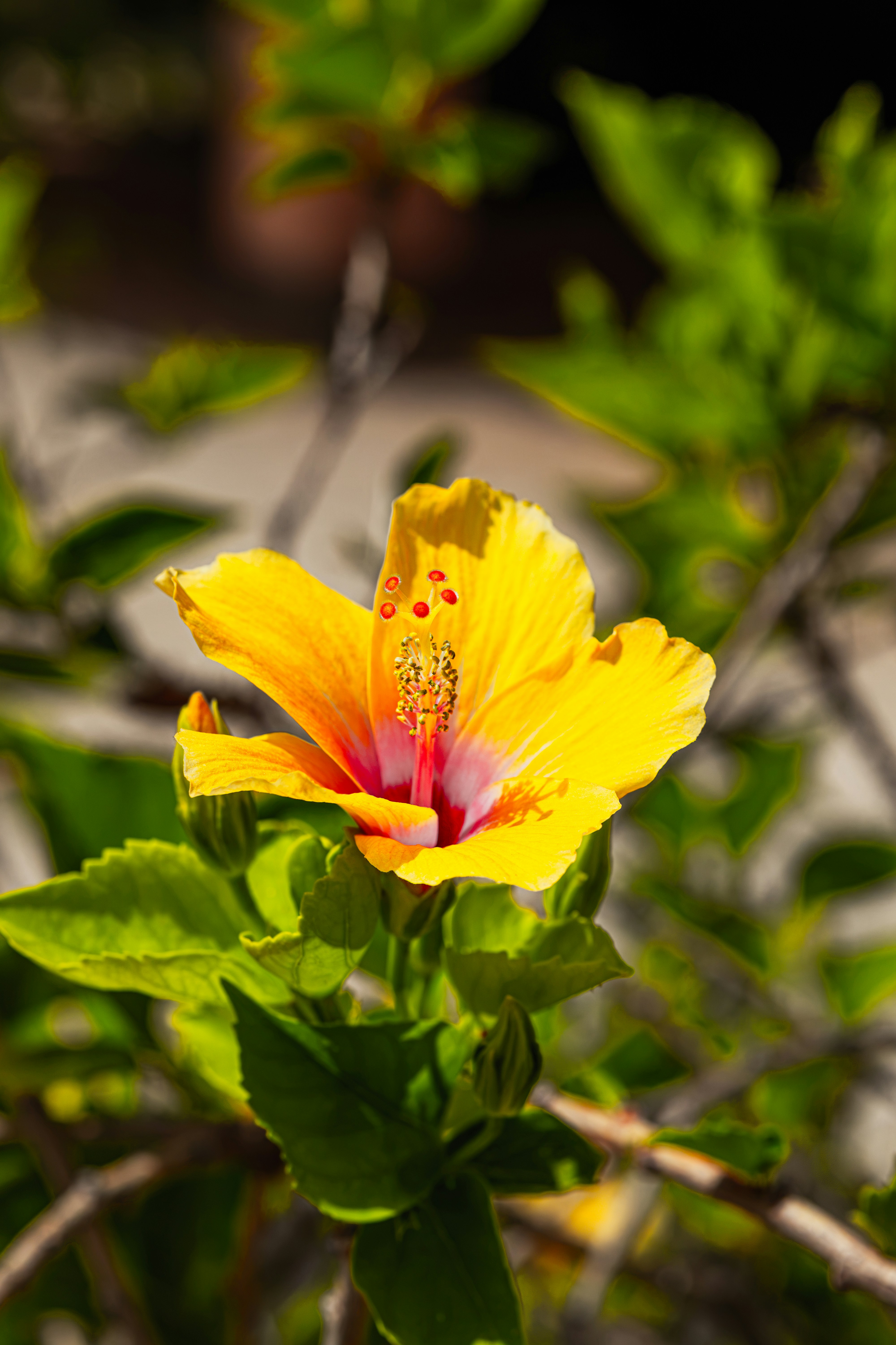 Sunlit Hibiscus Burst: A Golden Petal in Focus