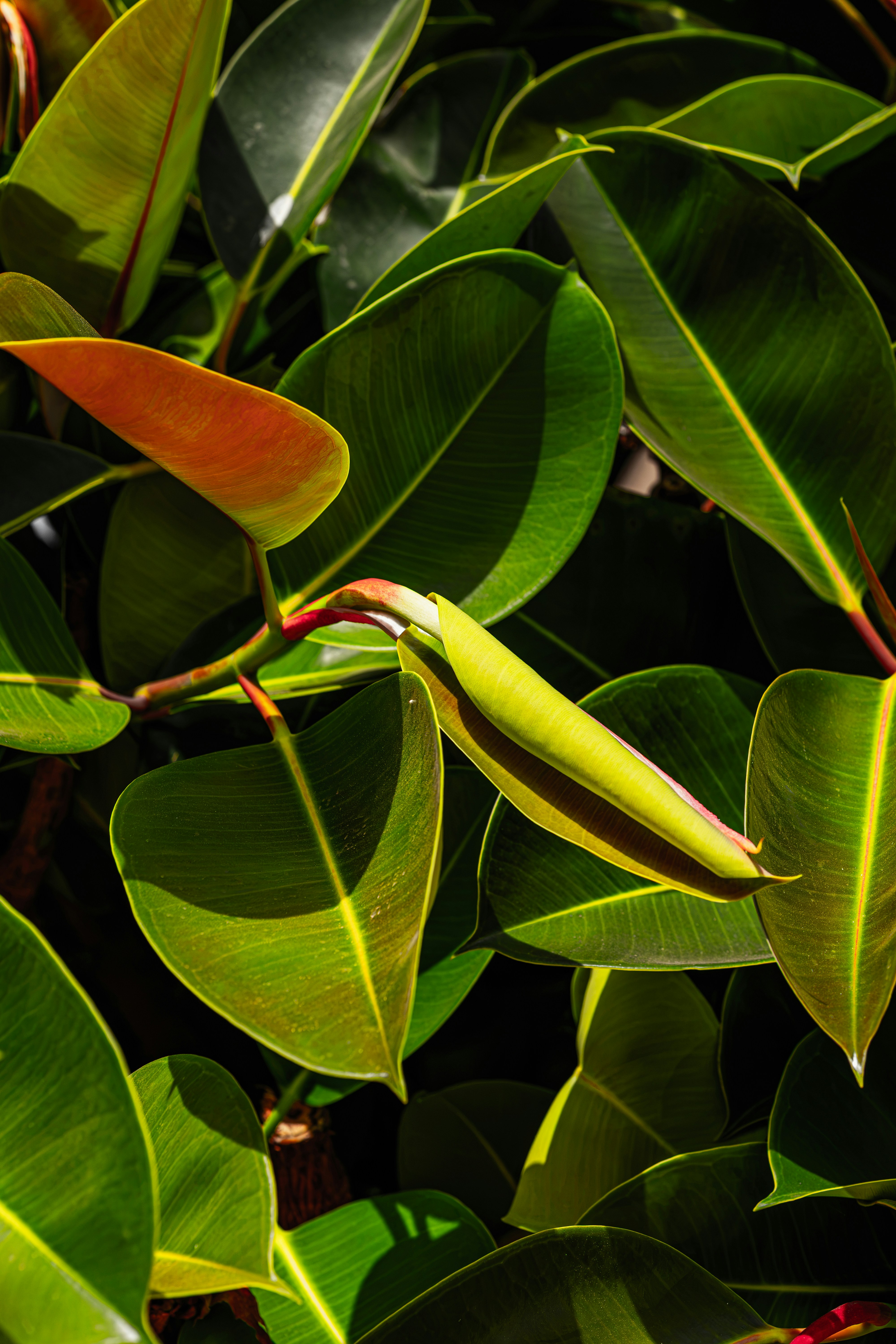 Sunlit Verve: A close weave of glossy green leaves.