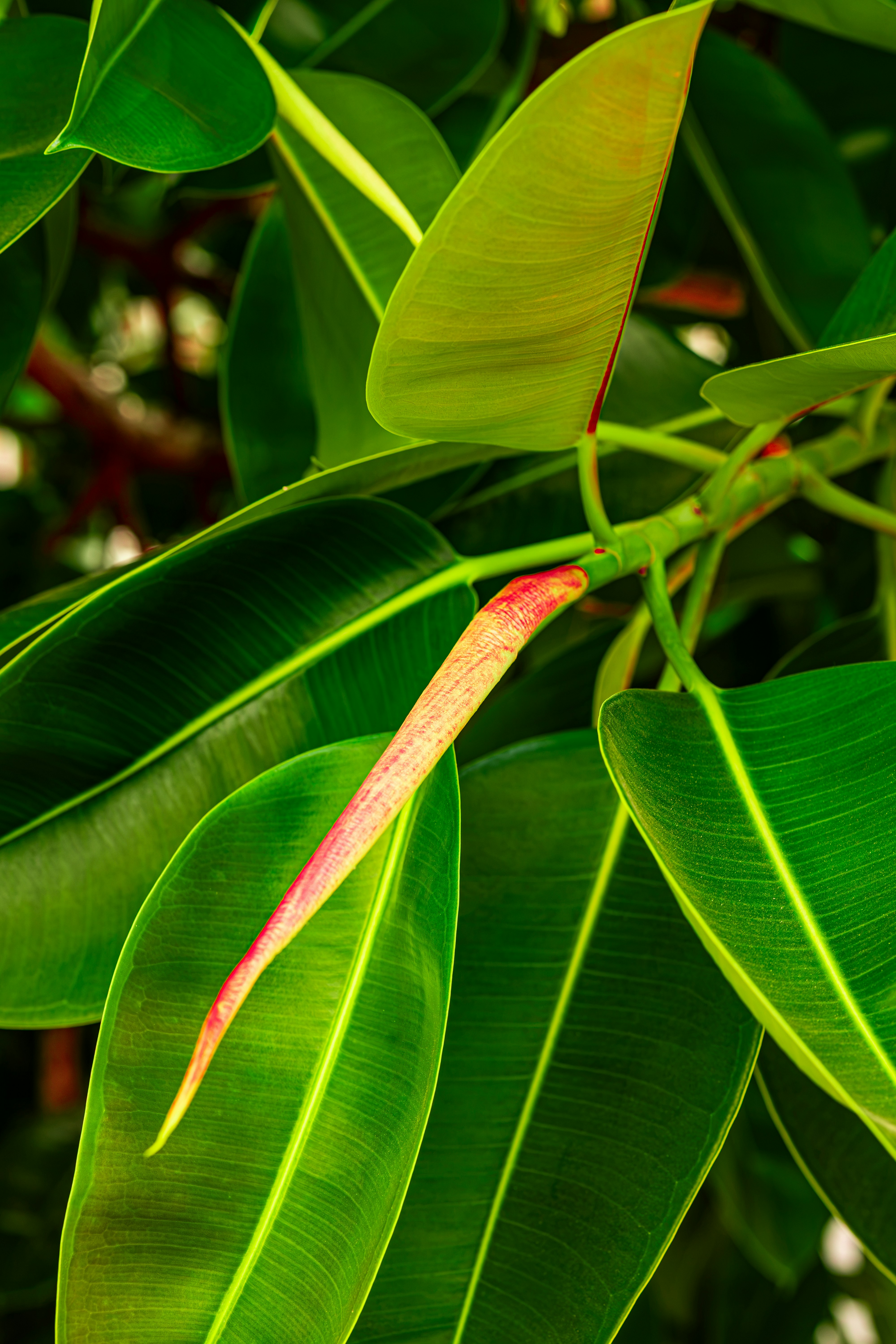 Emerald Veins: A Close-Up of Tropical Leaves and a Rosy Stem