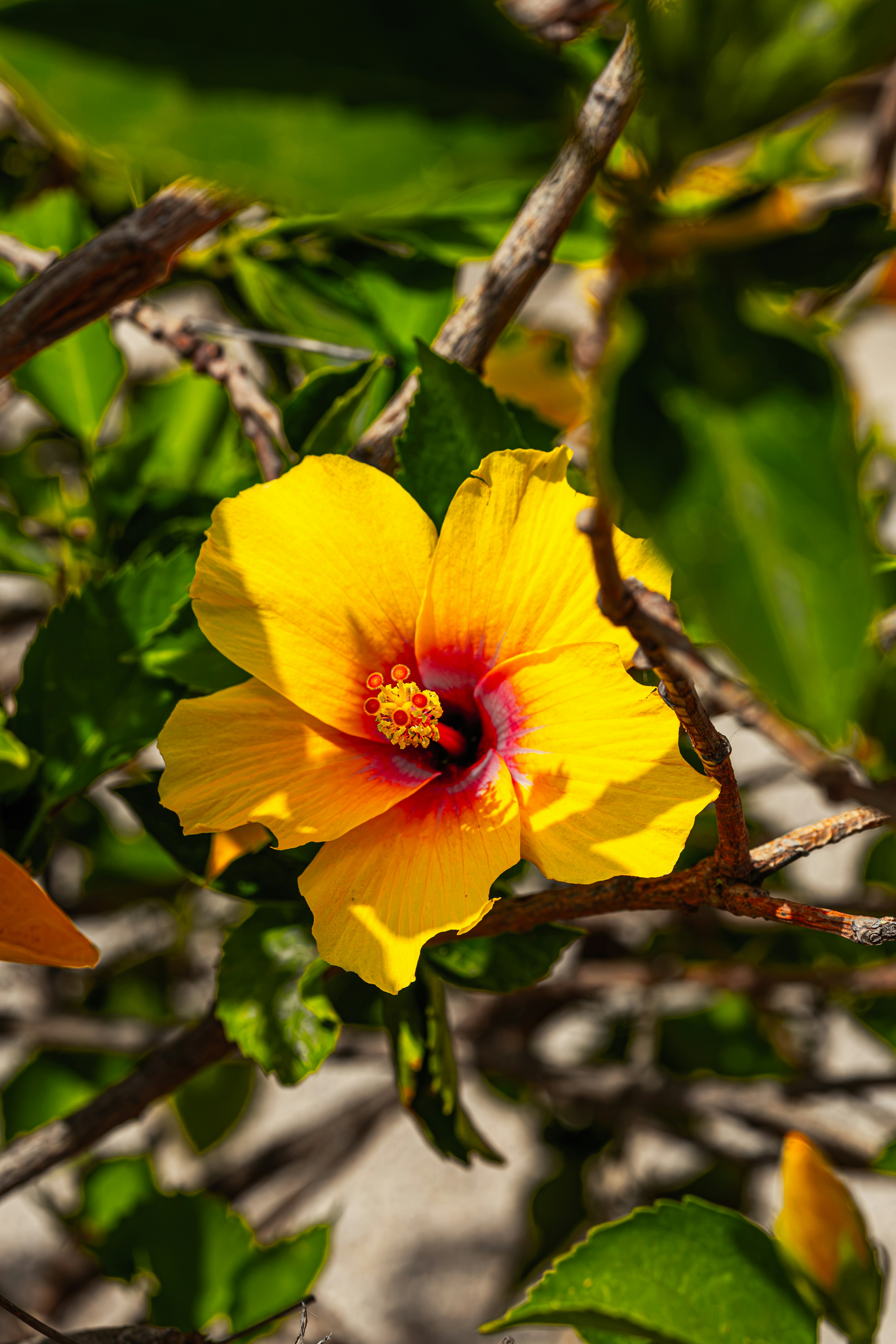 Sunlit Hibiscus Burst in a Tangled Garden
