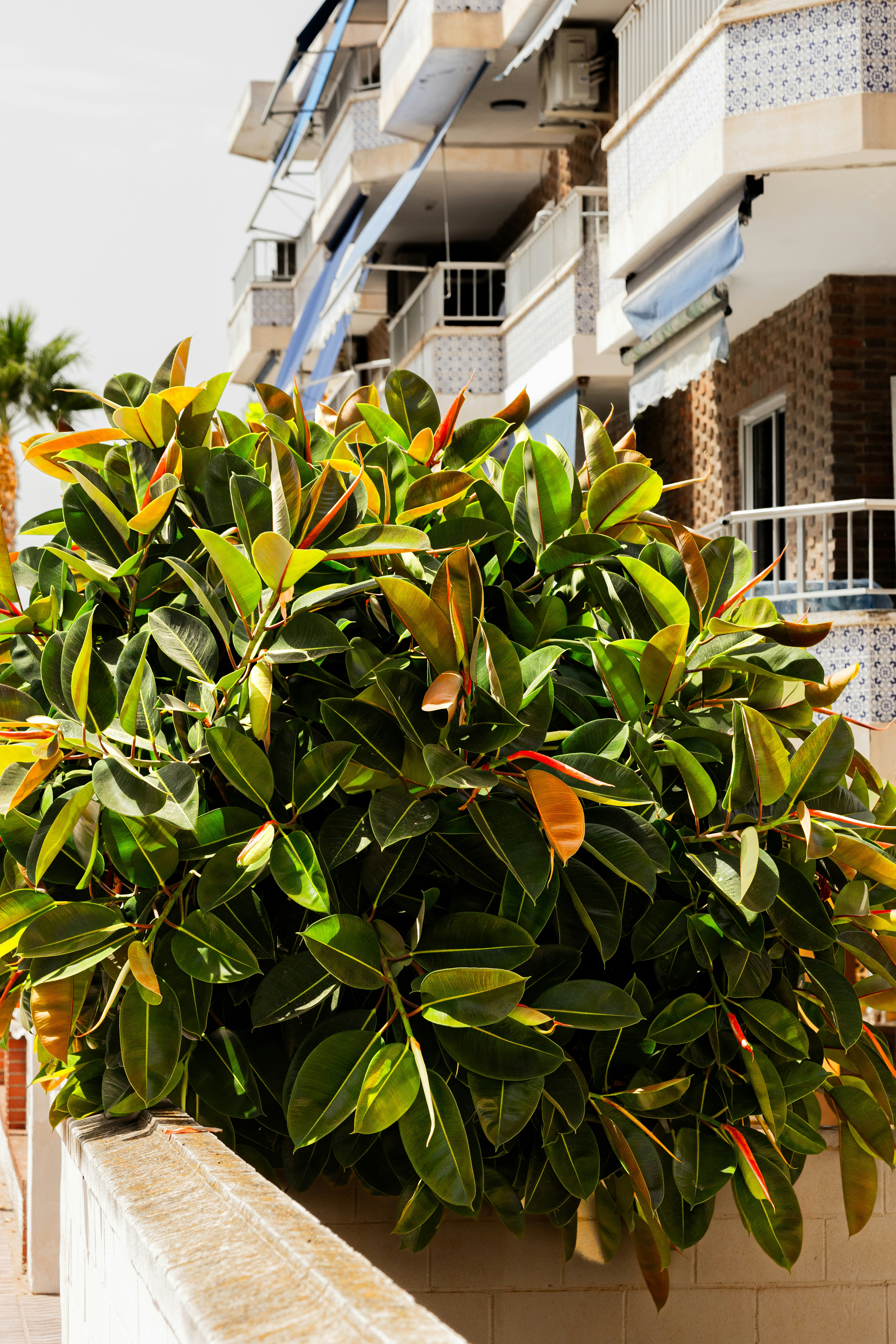 Green Canopy Framing an Urban Balcony